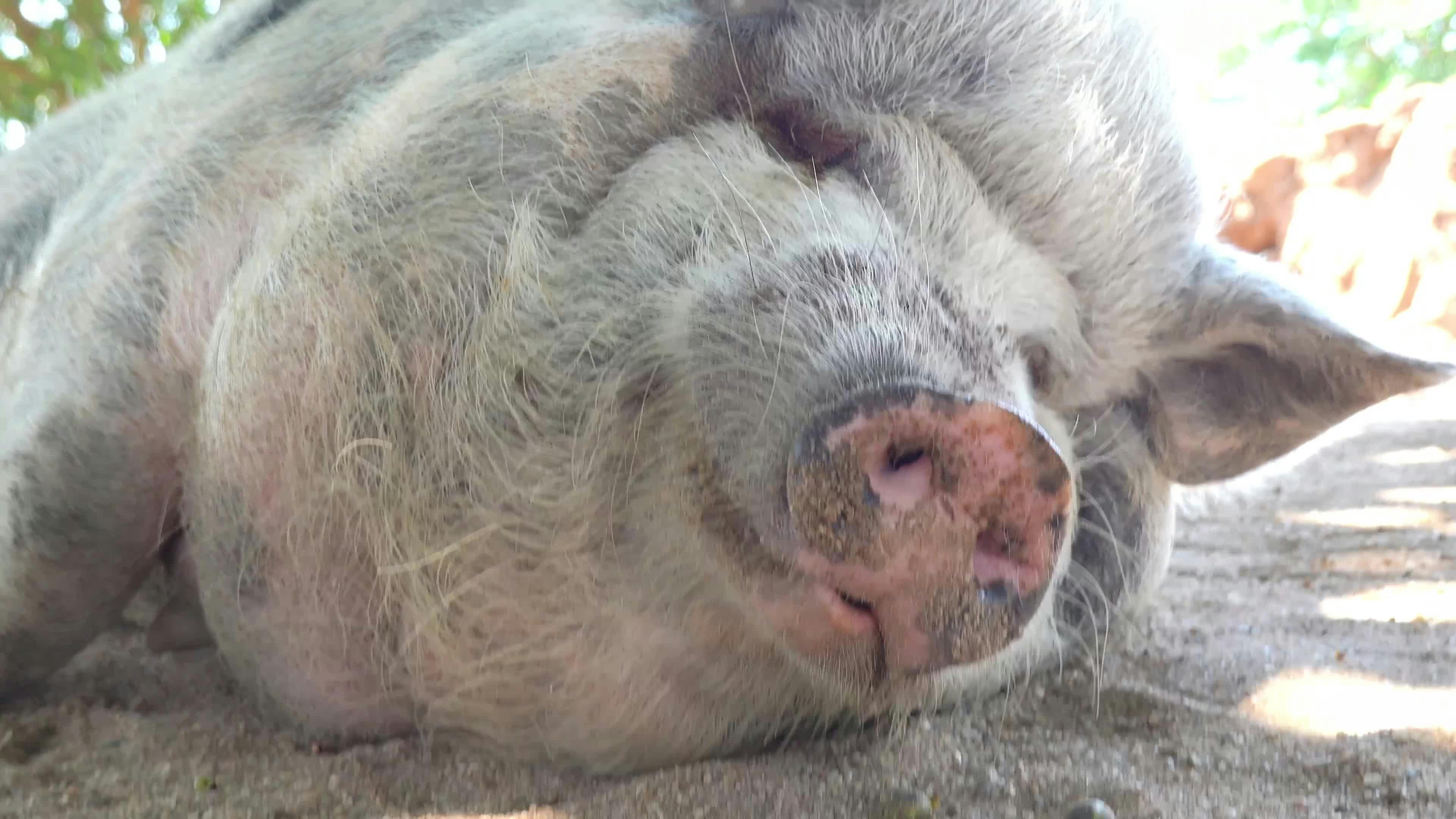 Peaceful Sleeping Pig on a Sunny Farm Day Free Stock Video Footage ...