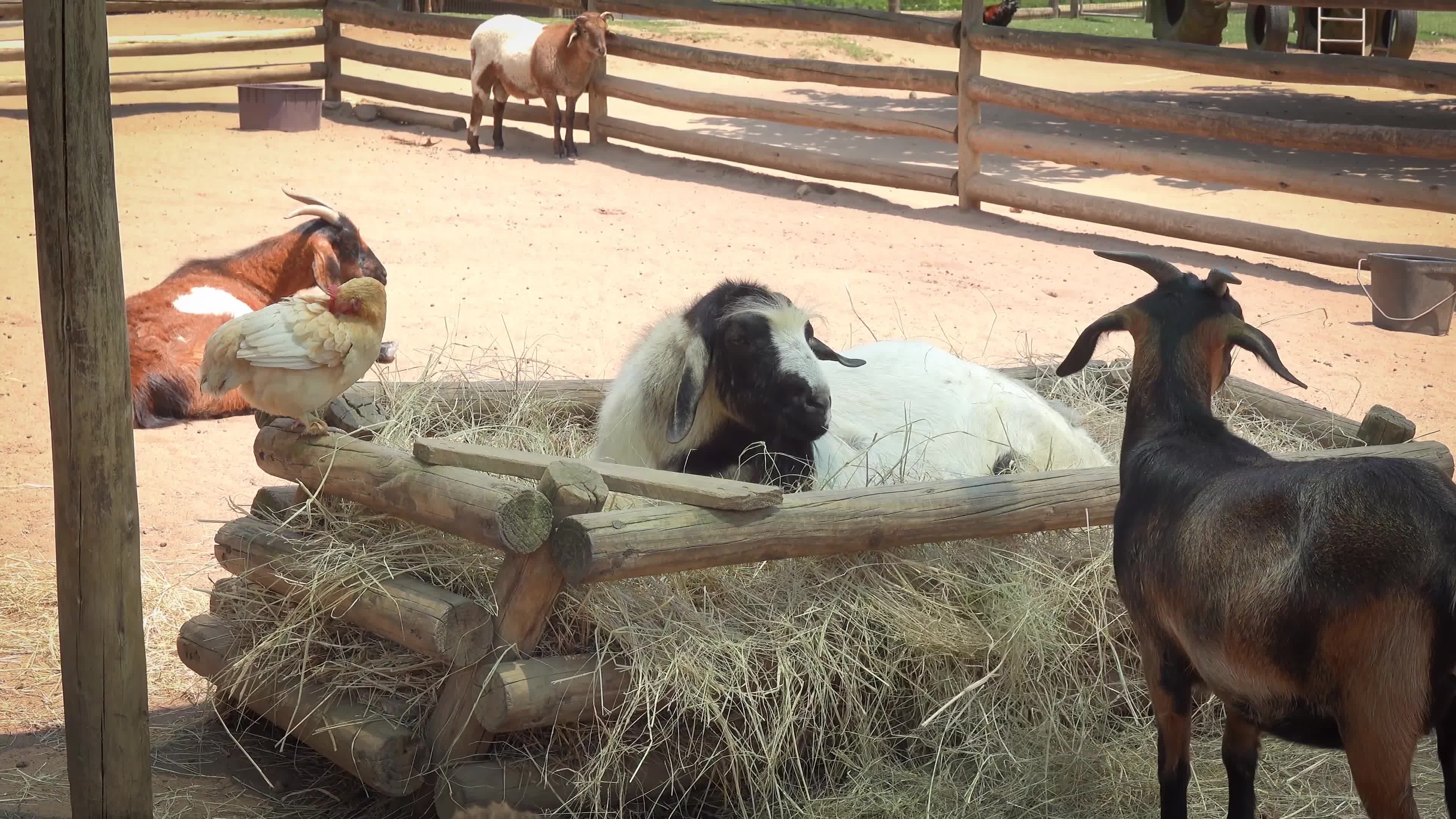Playful Goats in a Sunny Farmyard Free Stock Video Footage, Royalty ...
