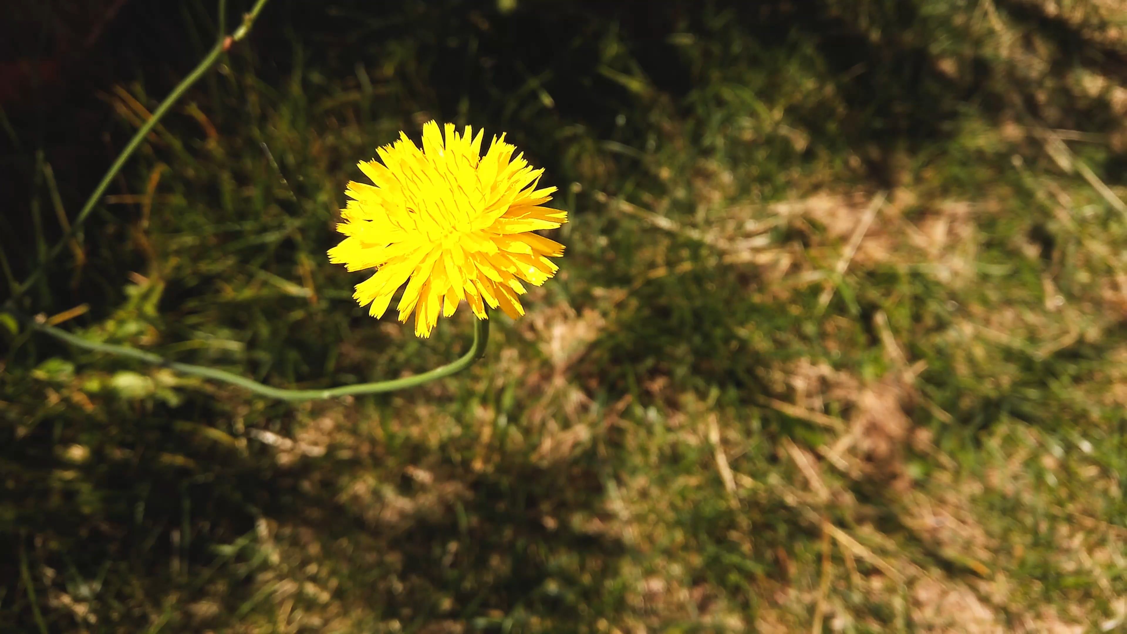 A Yellow Dandelion Flower In The Stalk Free Stock Video Footage ...