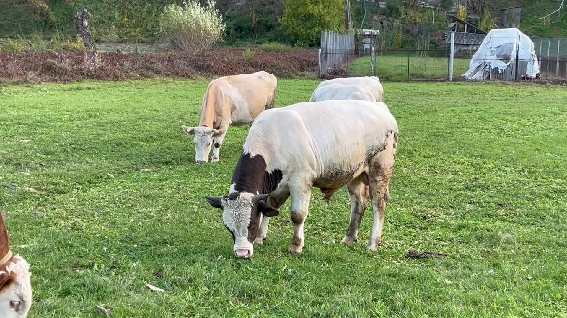 Peaceful Cattle Grazing in Green Pasture Free Stock Video Footage ...
