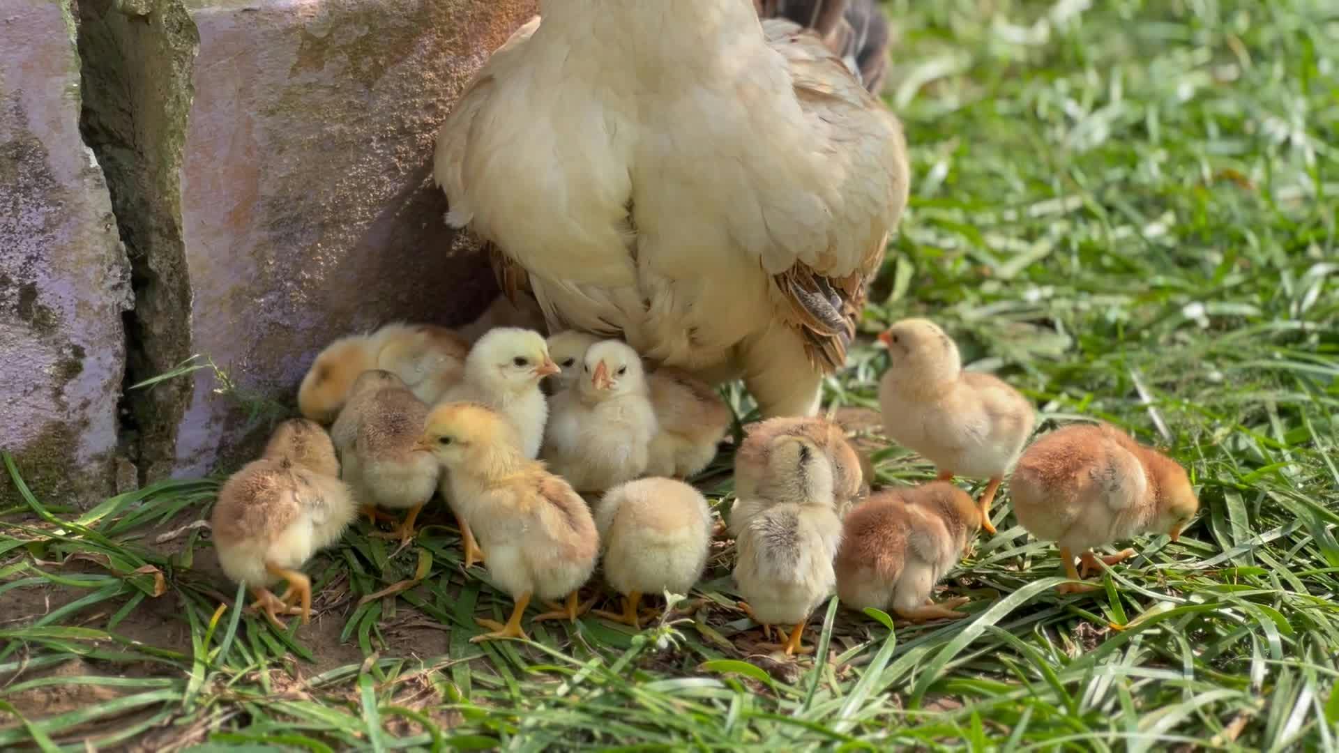 Vídeos de stock gratuitos sobre adorable, agricultura, al aire libre, amarillo, animal, asomando ...