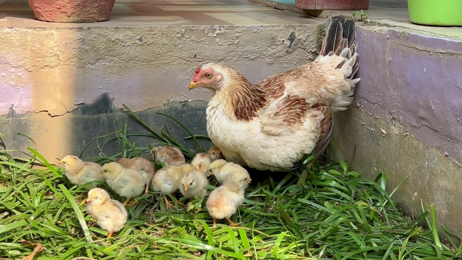 Hen with Chicks in Natural Habitat Free Stock Video Footage, Royalty ...