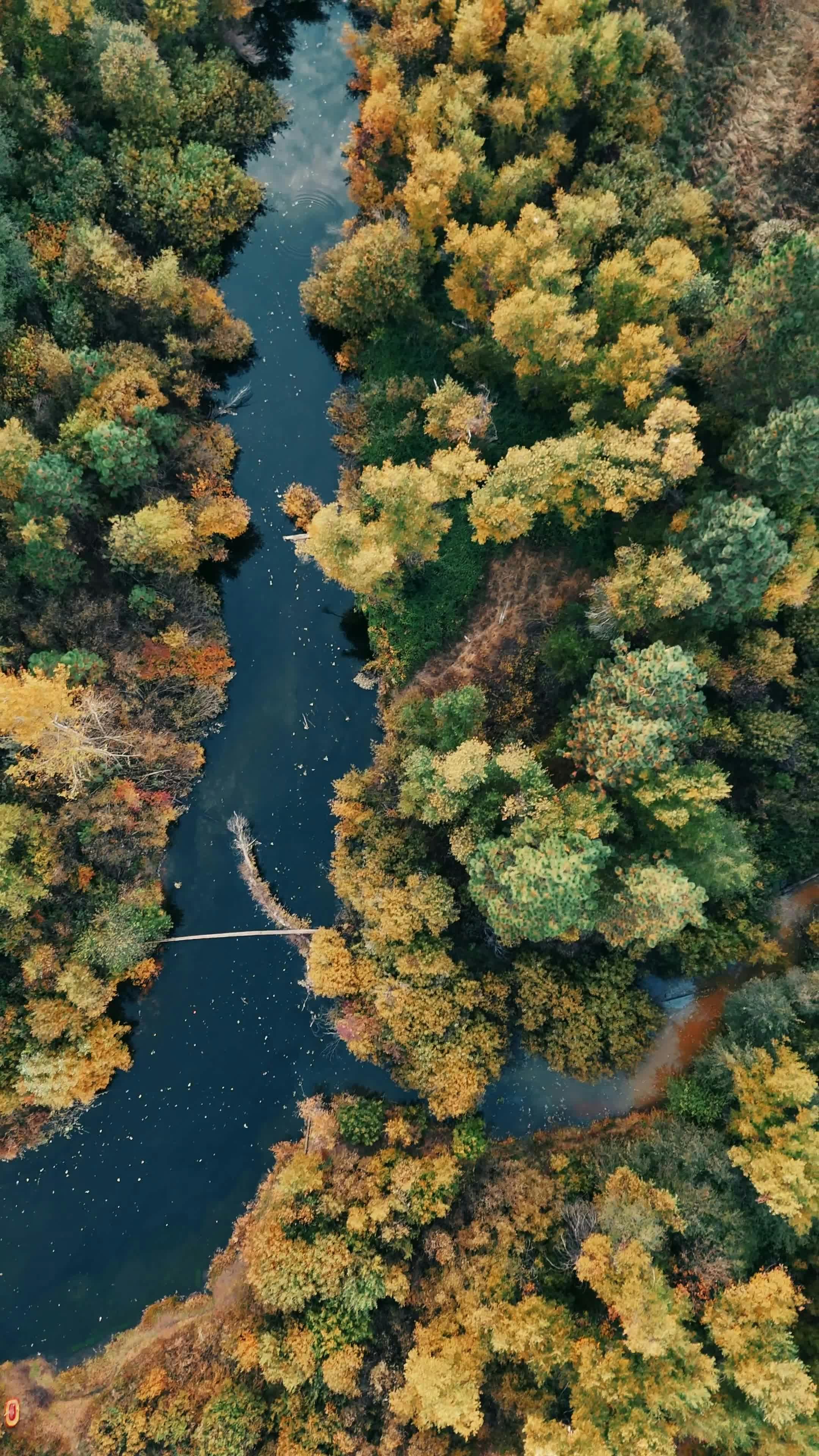 Aerial View of Autumn Waterfall in Lush Forest Free Stock Video Footage ...