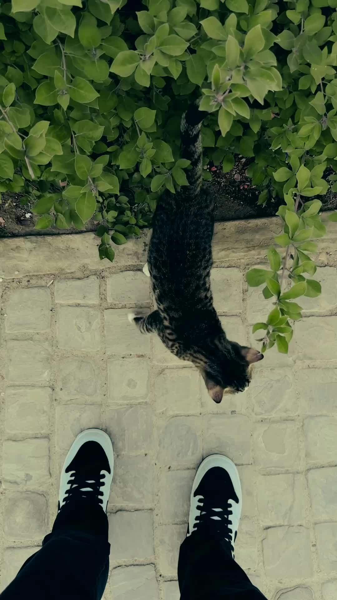 Playful Cat Wandering on Leafy Pathway Free Stock Video Footage ...