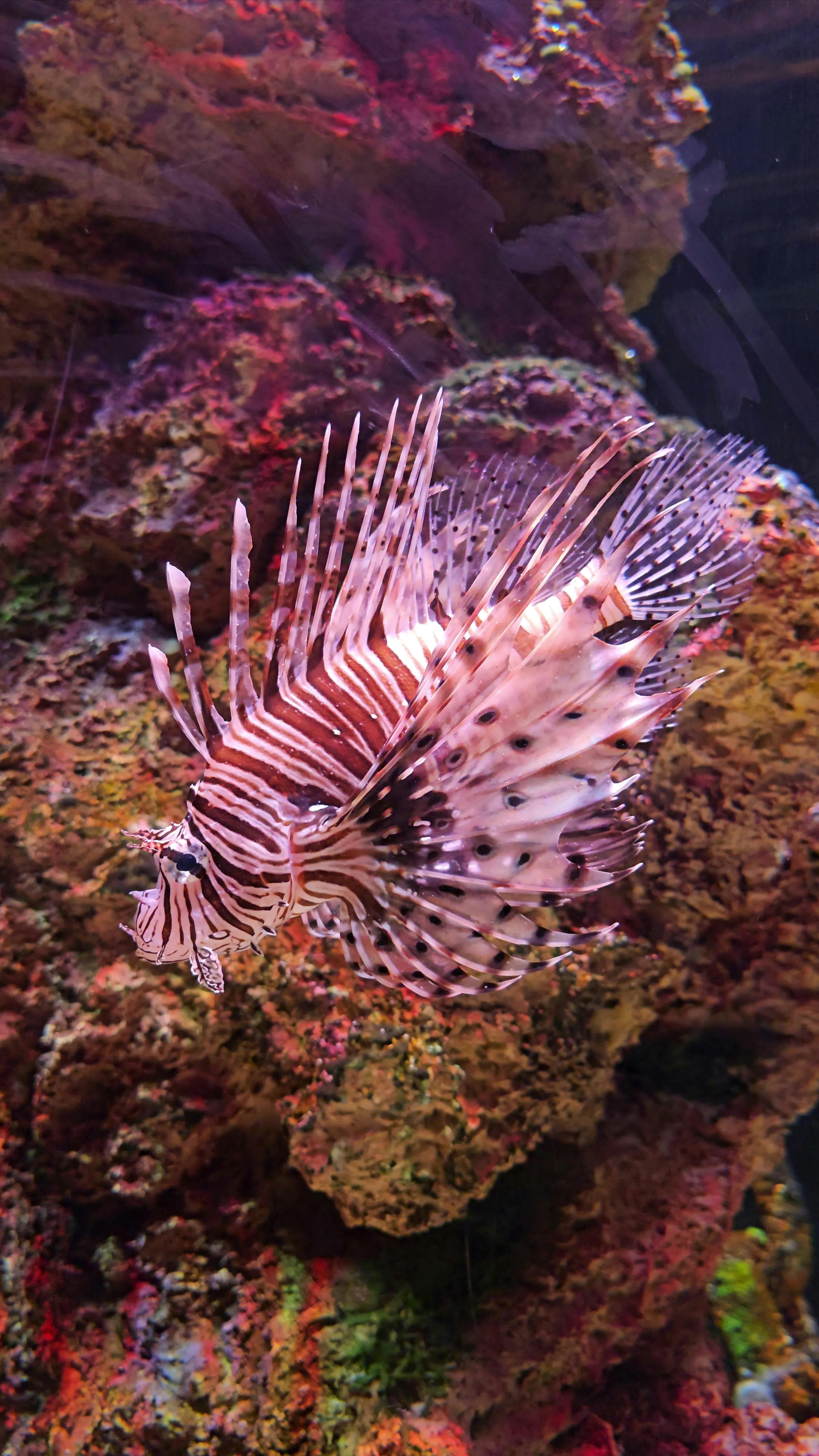 Ocean Life Videos, Download The BEST Free 4k Stock Video Footage ...