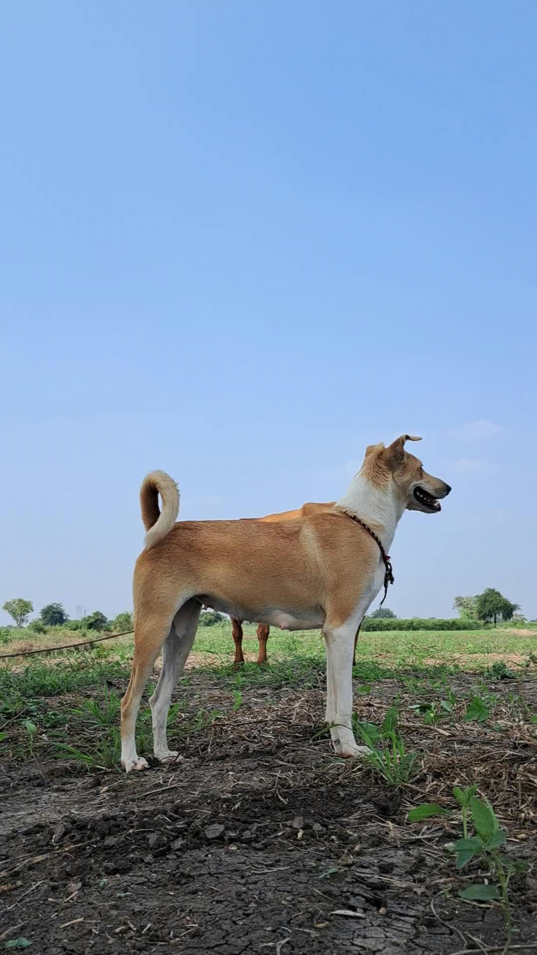 Brown Dog Standing in Open Field Scenic View Free Stock Video Footage ...