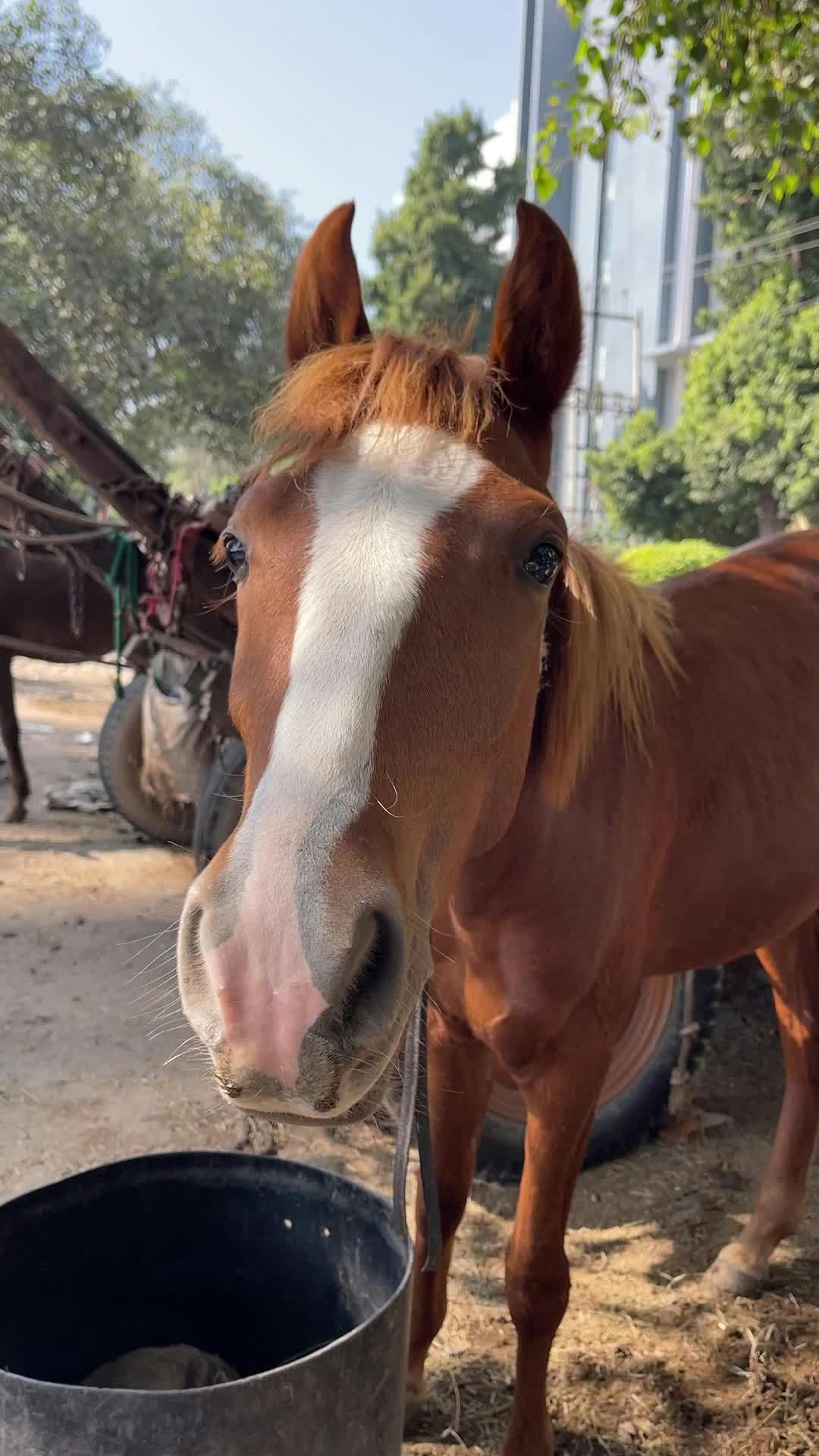 Schleich Horse Videos, Download The BEST Free 4k Stock Video Footage ...