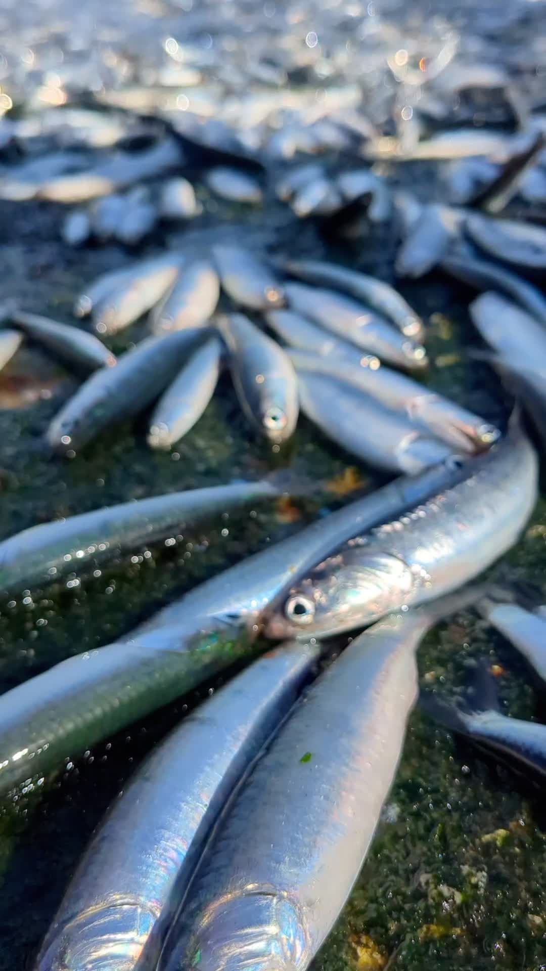 Flopping Fish Videos Download The Best Free 4k Stock Video Footage