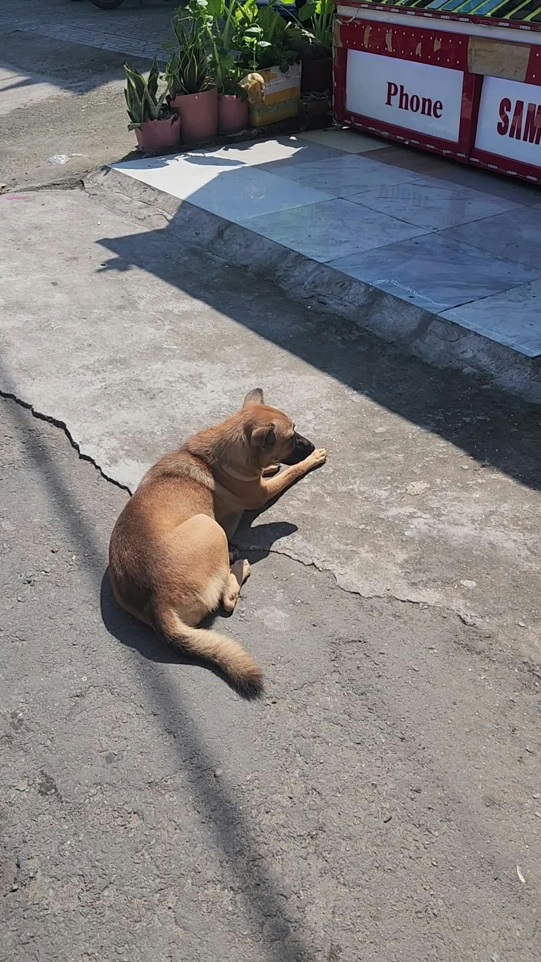Relaxed Dog Enjoying Sunlight on Urban Street Free Stock Video Footage ...