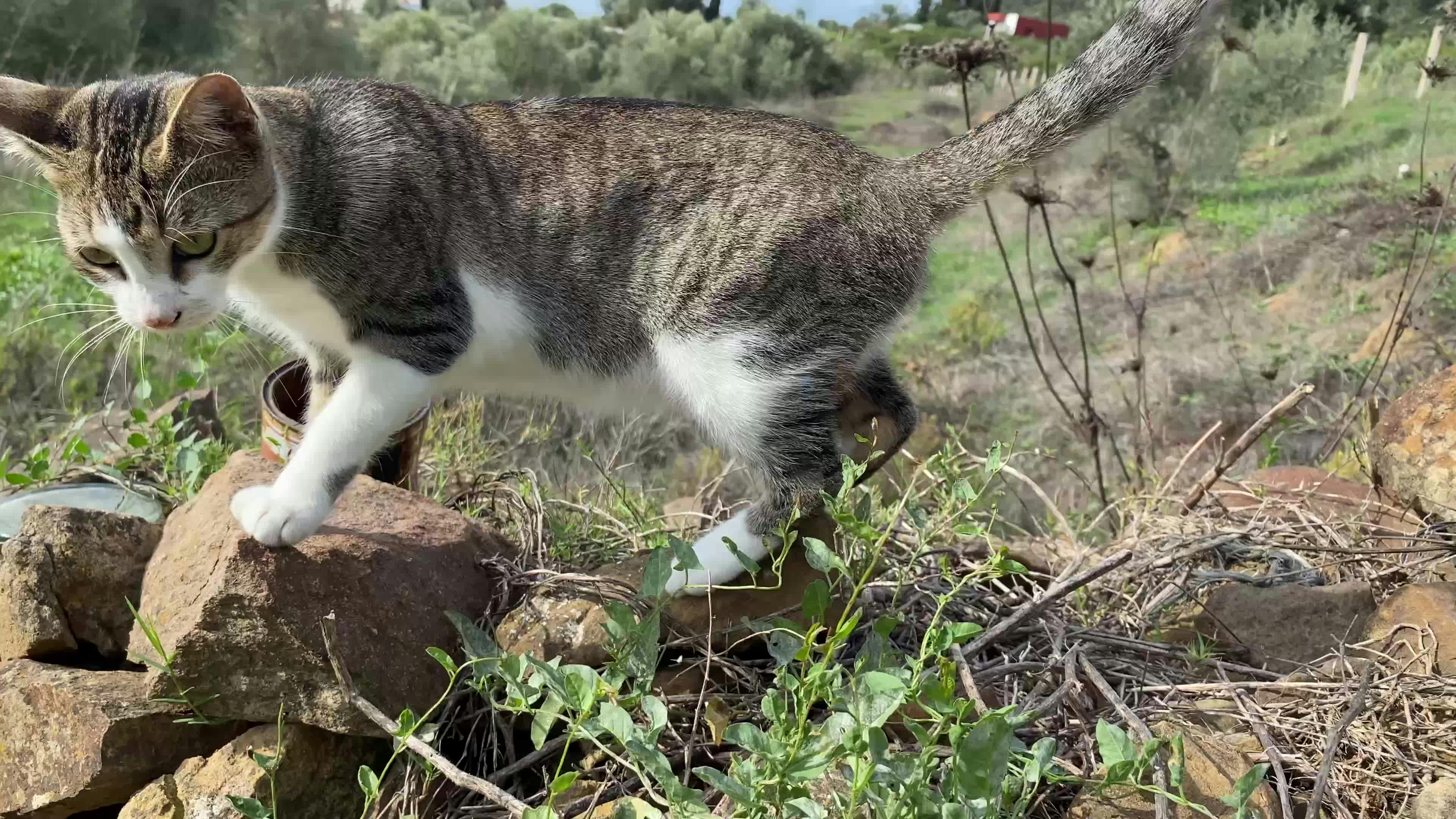 Cute Wallpaperfood Videos, Download The BEST Free 4k Stock Video ...