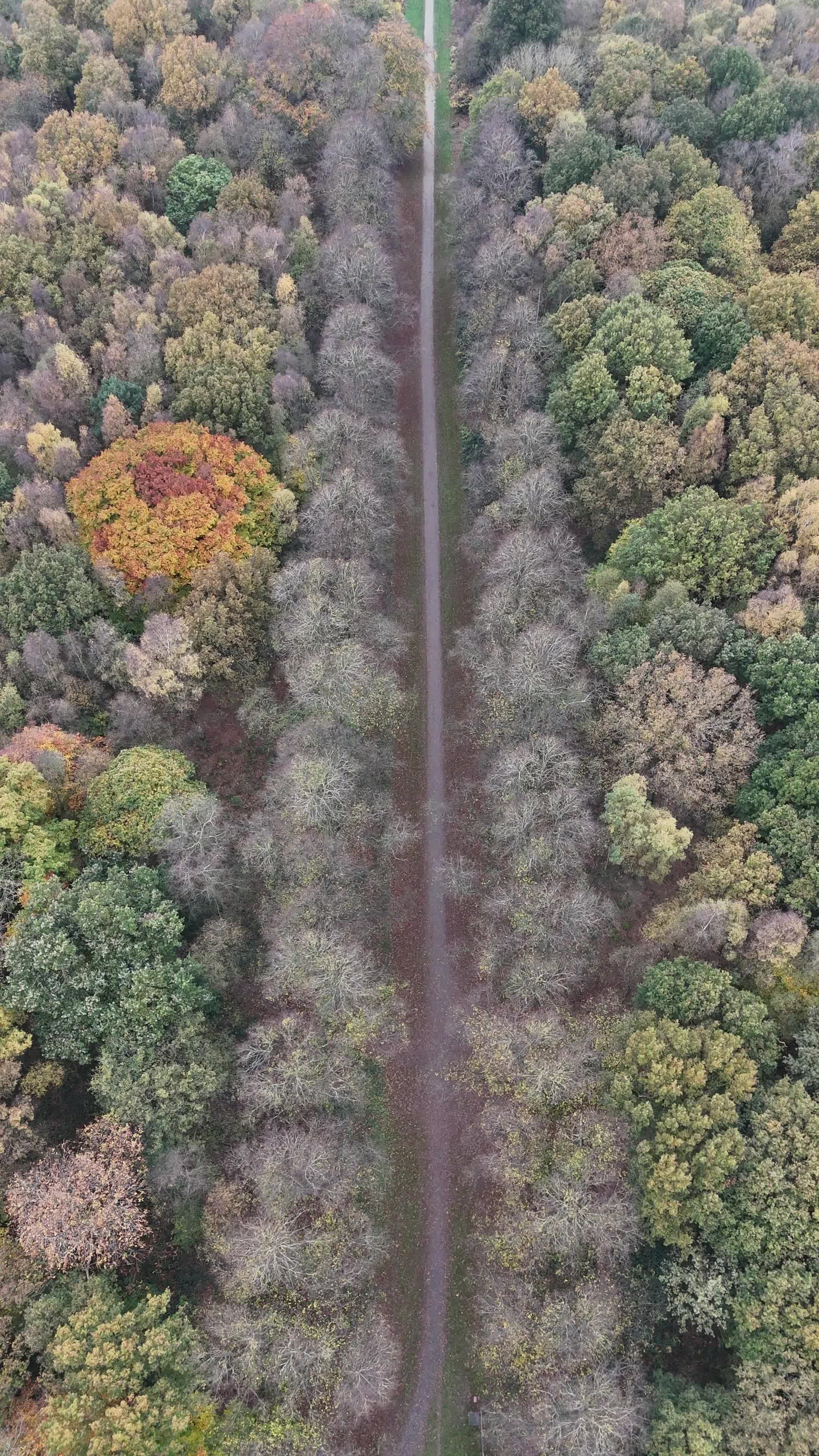 Straight Leaves Videos, Download The BEST Free 4k Stock Video Footage ...