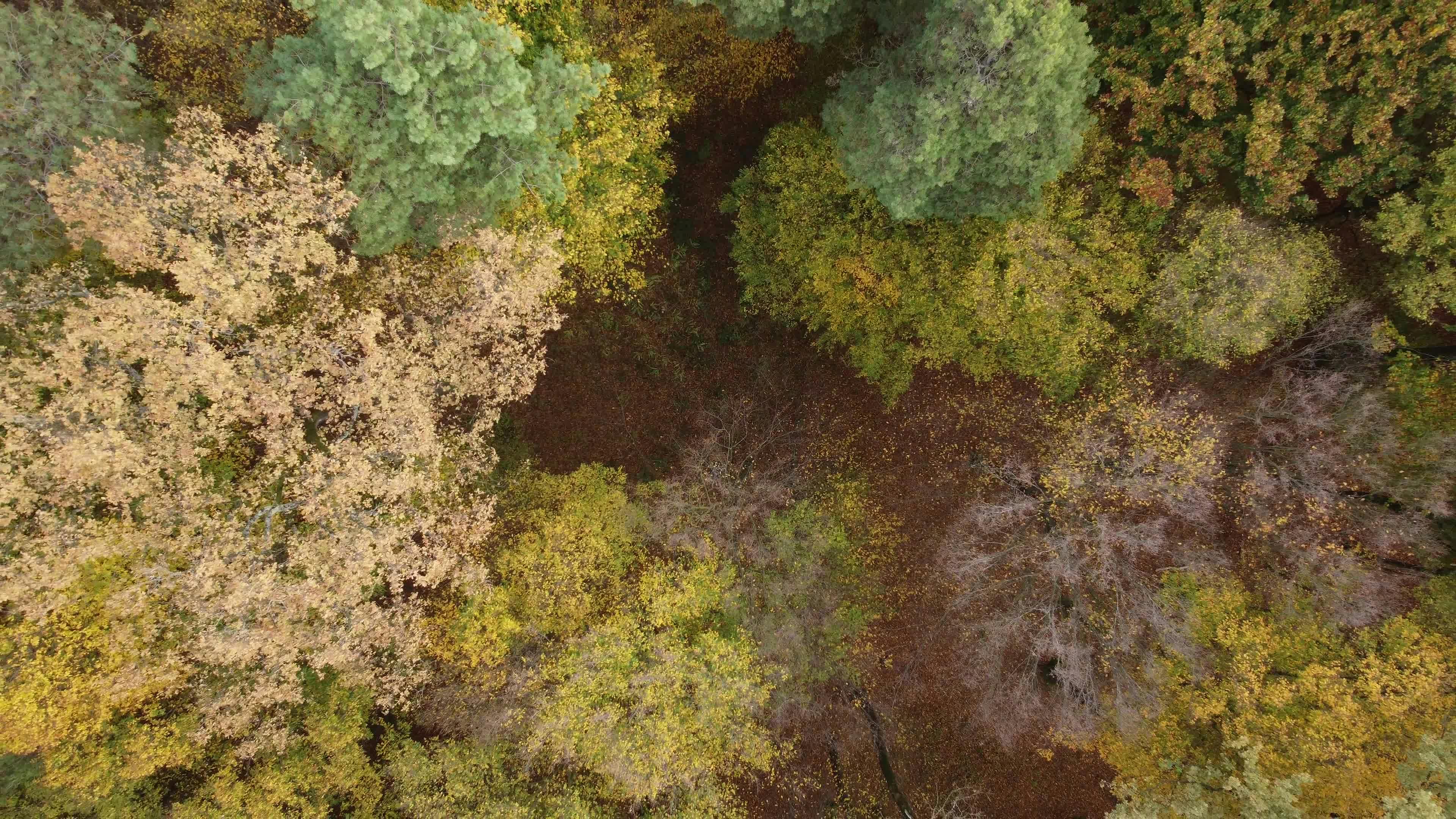 Aerial View of Colorful Autumn Forest Canopy Free Stock Video Footage ...
