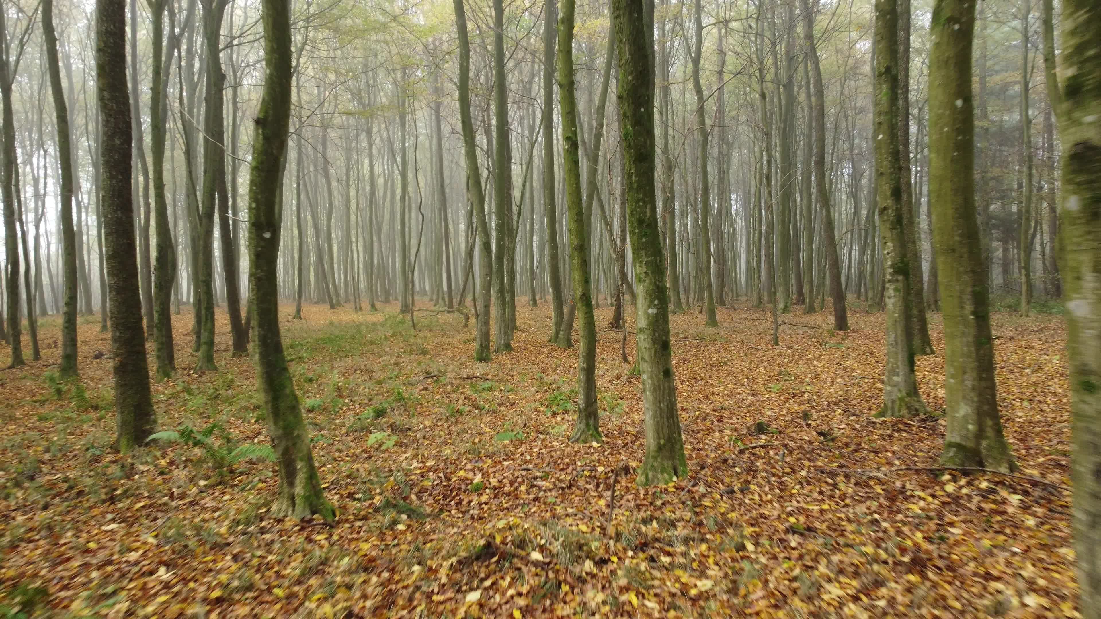 Serene Autumn Forest with Falling Leaves Free Stock Video Footage ...