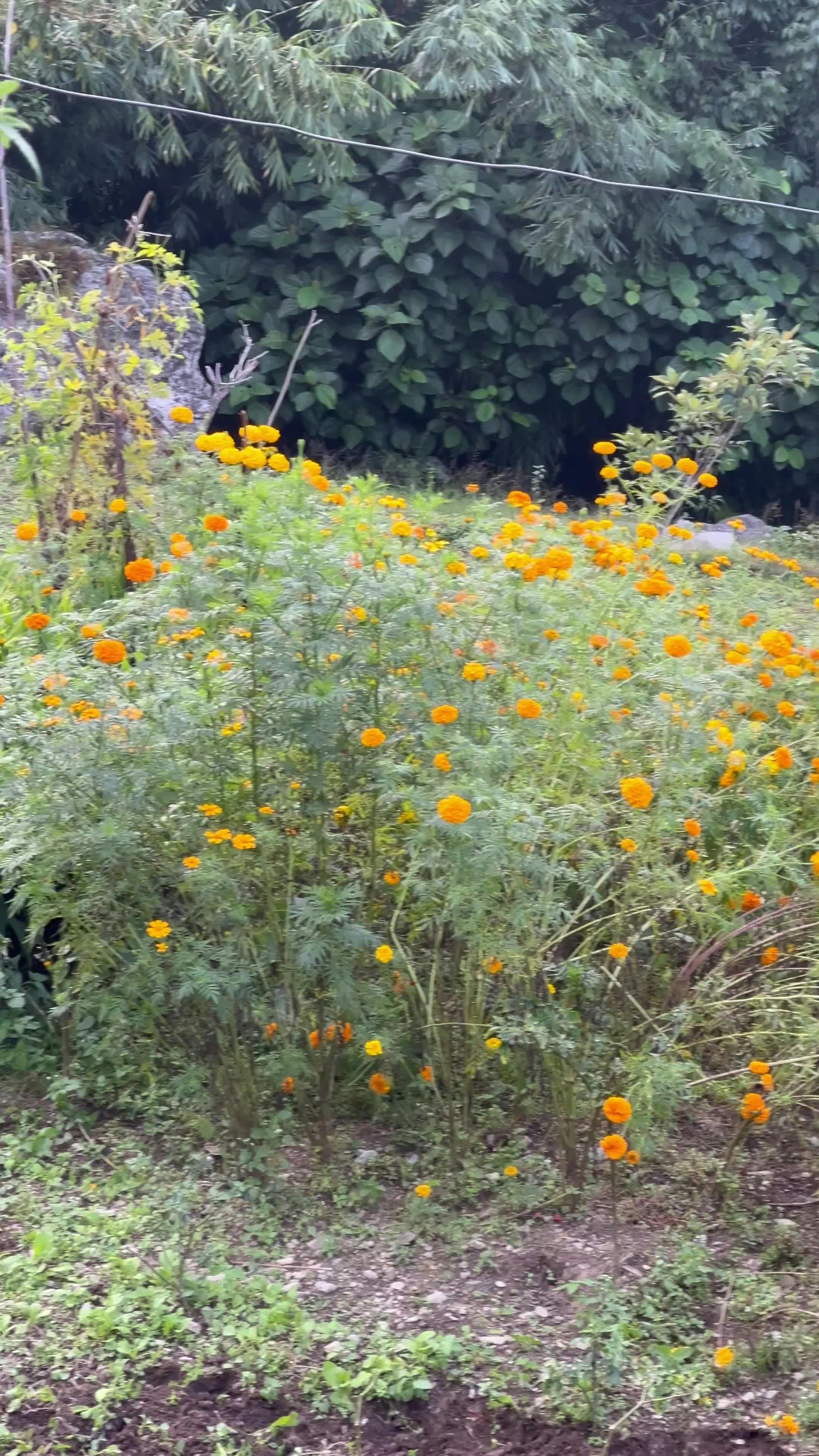 Prabesh Rai - Photography