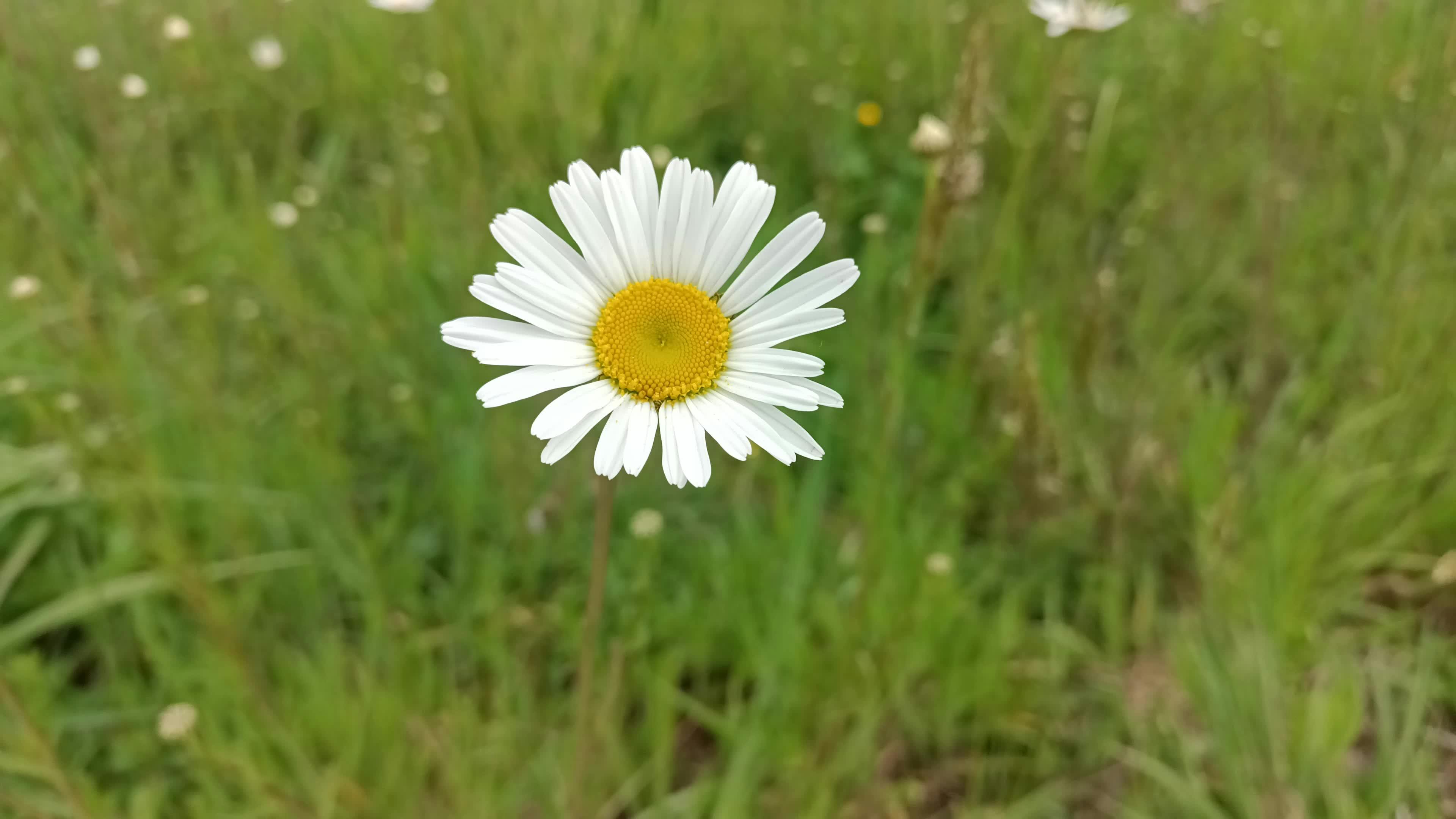 Flower And Plant Background Videos, Download The BEST Free 4k Stock ...