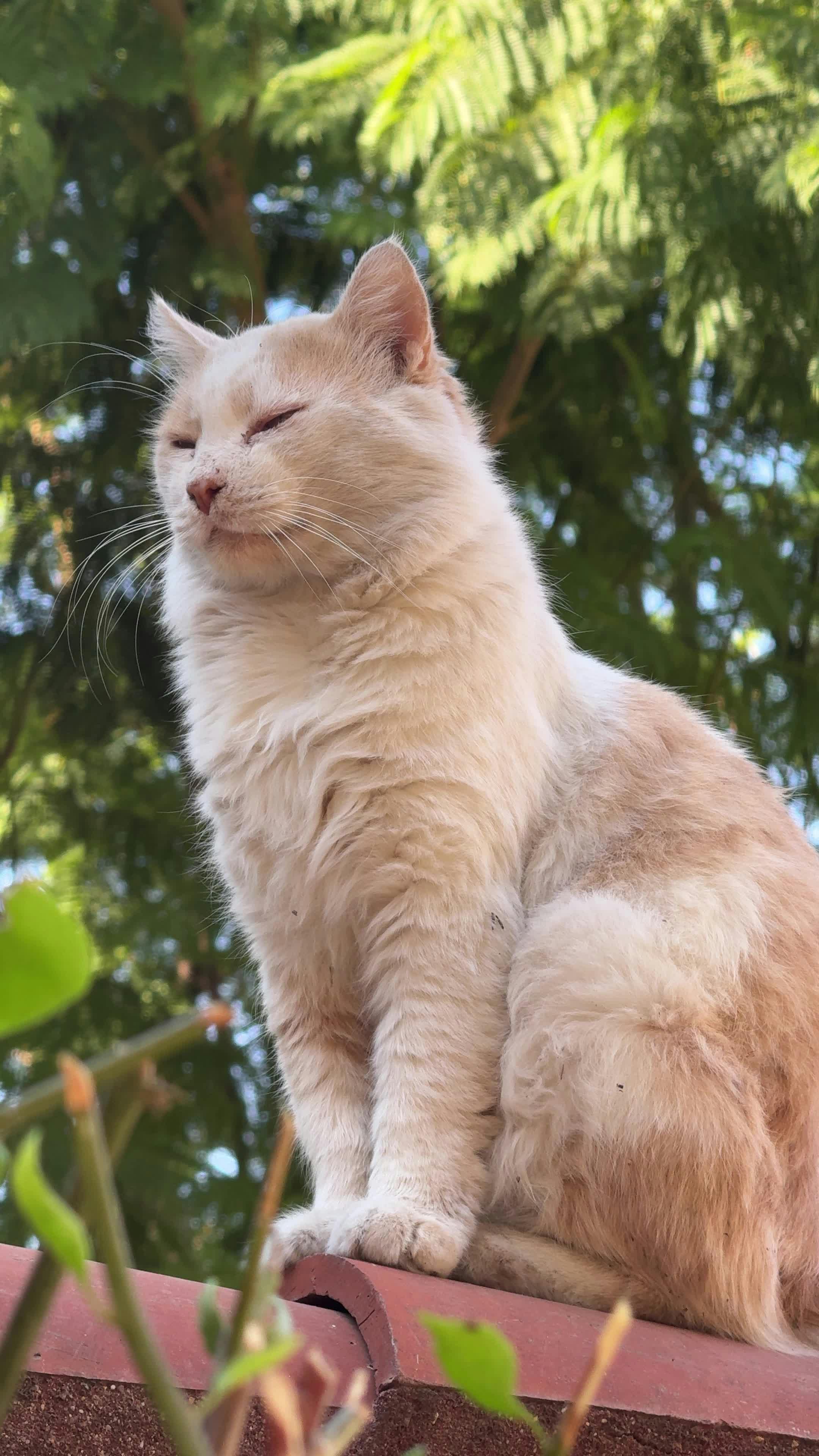 Adorable Felino Descansando En La Azotea Bajo La Luz Del Sol · Vídeo de ...