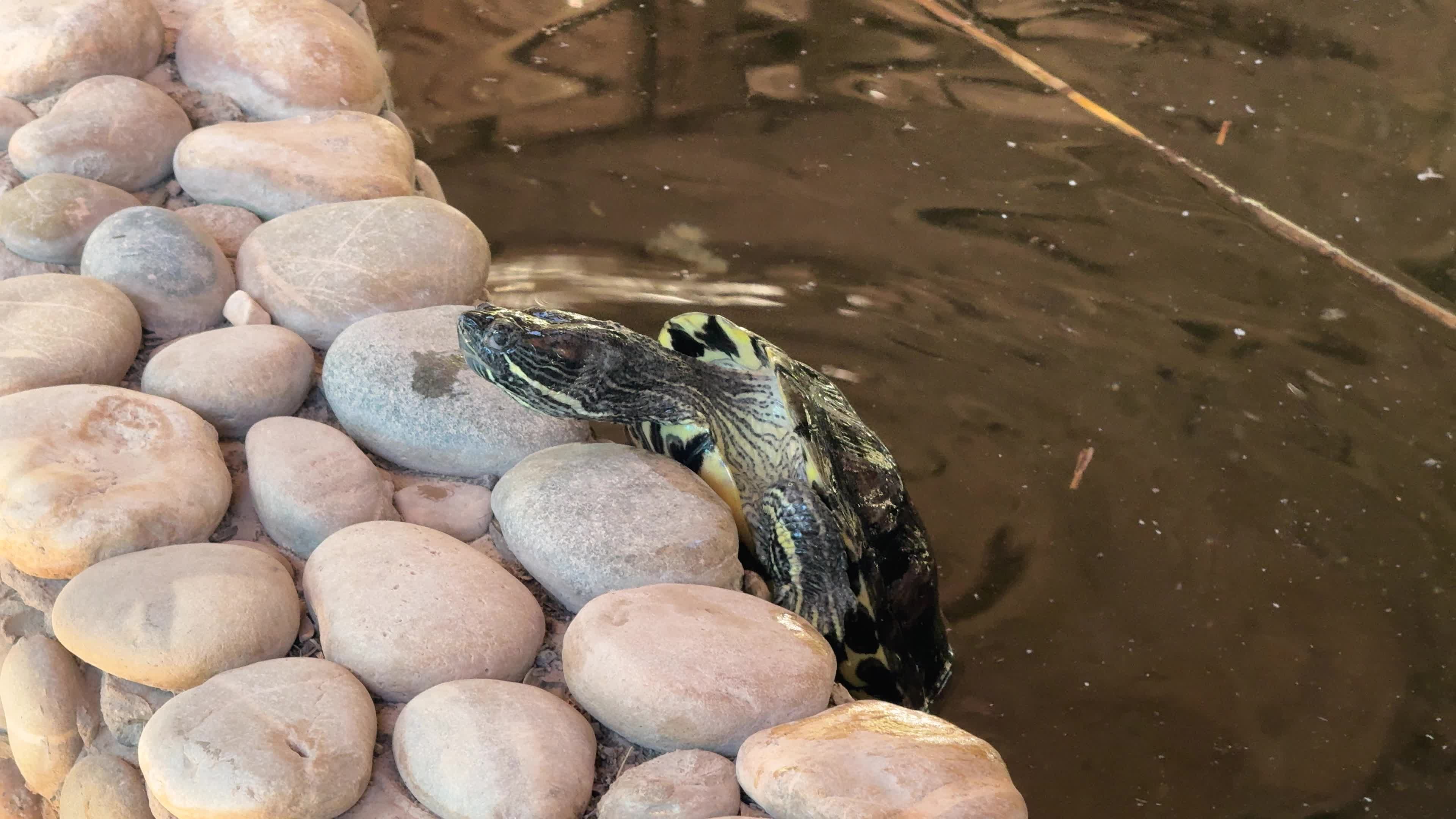 Cute Baby Turtle Climbing Pebble Pond Edge Free Stock Video Footage ...