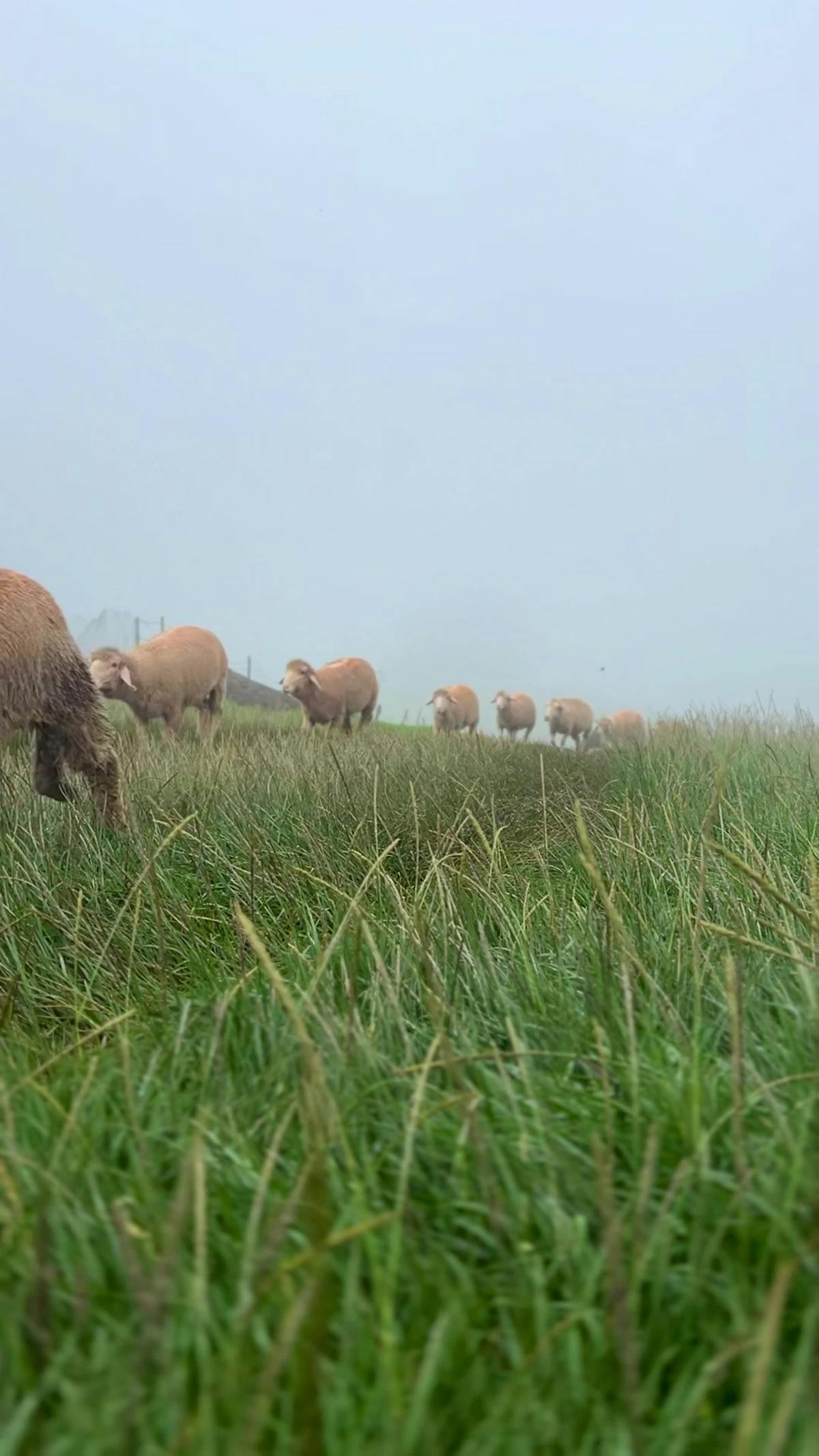 Nature Sheep Videos, Download The BEST Free 4k Stock Video Footage ...