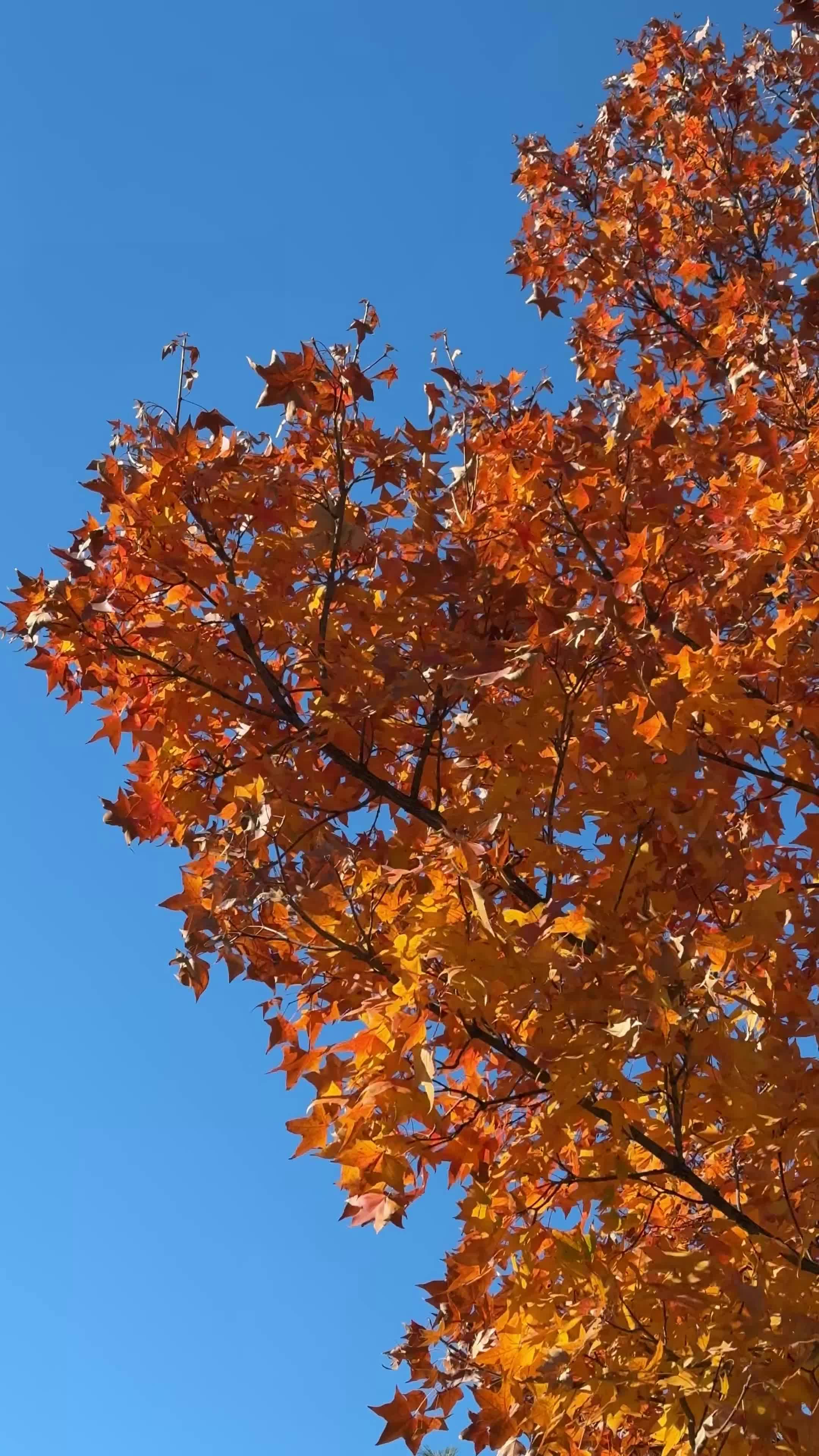 Vibrant Autumn Leaves Against Blue Sky Free Stock Video Footage ...