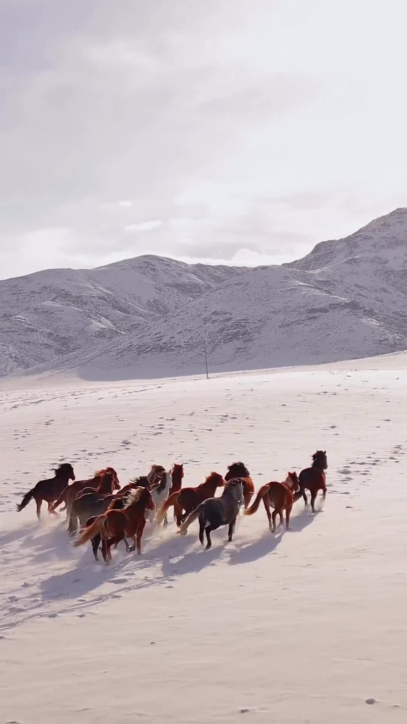 Horses Running Videos, Download The BEST Free 4k Stock Video Footage ...