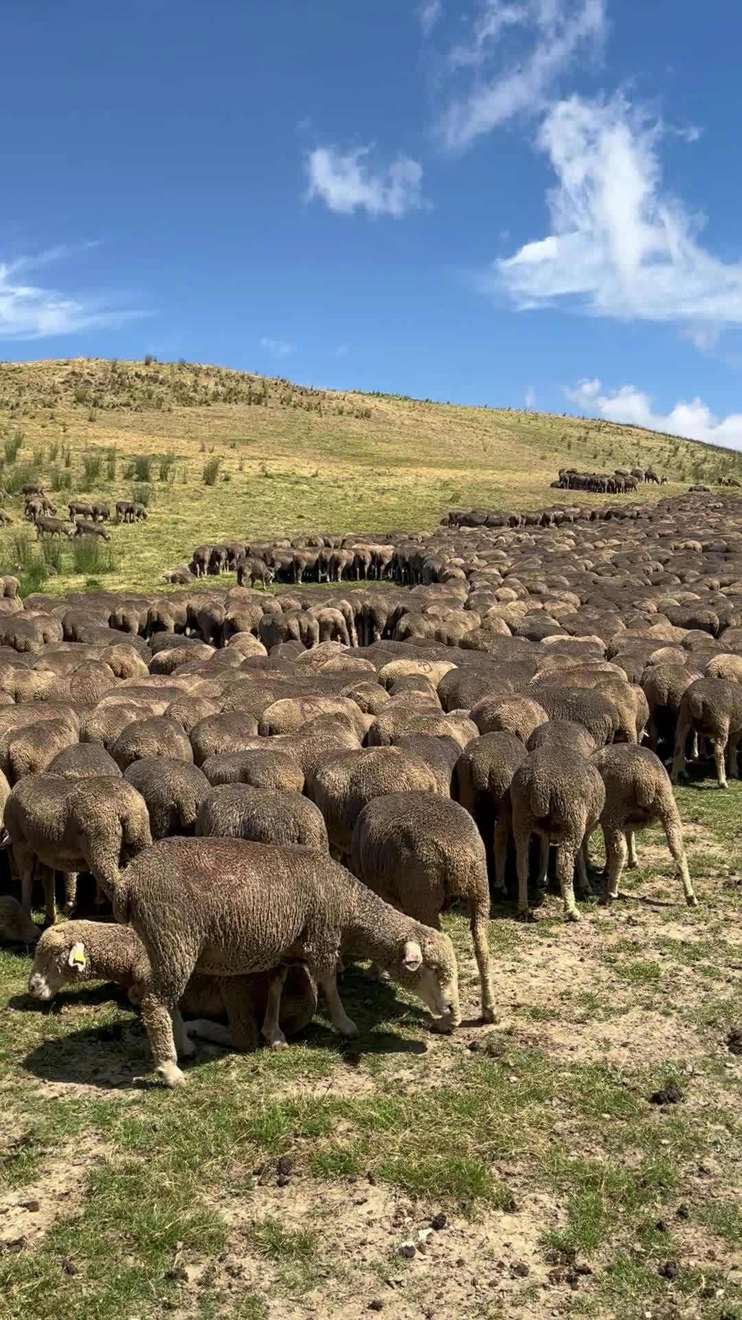 Shepherd Of Sheep Videos, Download The BEST Free 4k Stock Video Footage ...