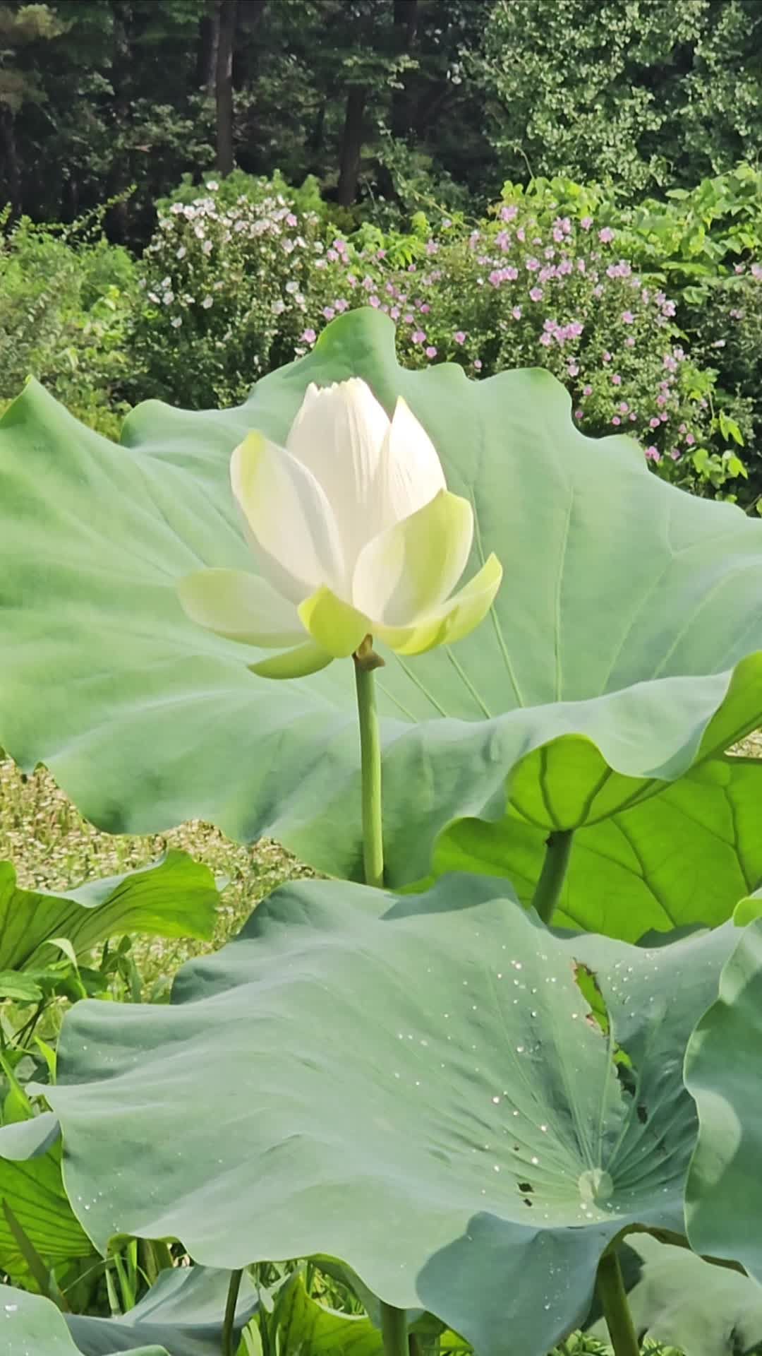 Close-up of White Lotus Flower in Bloom Free Stock Video Footage ...