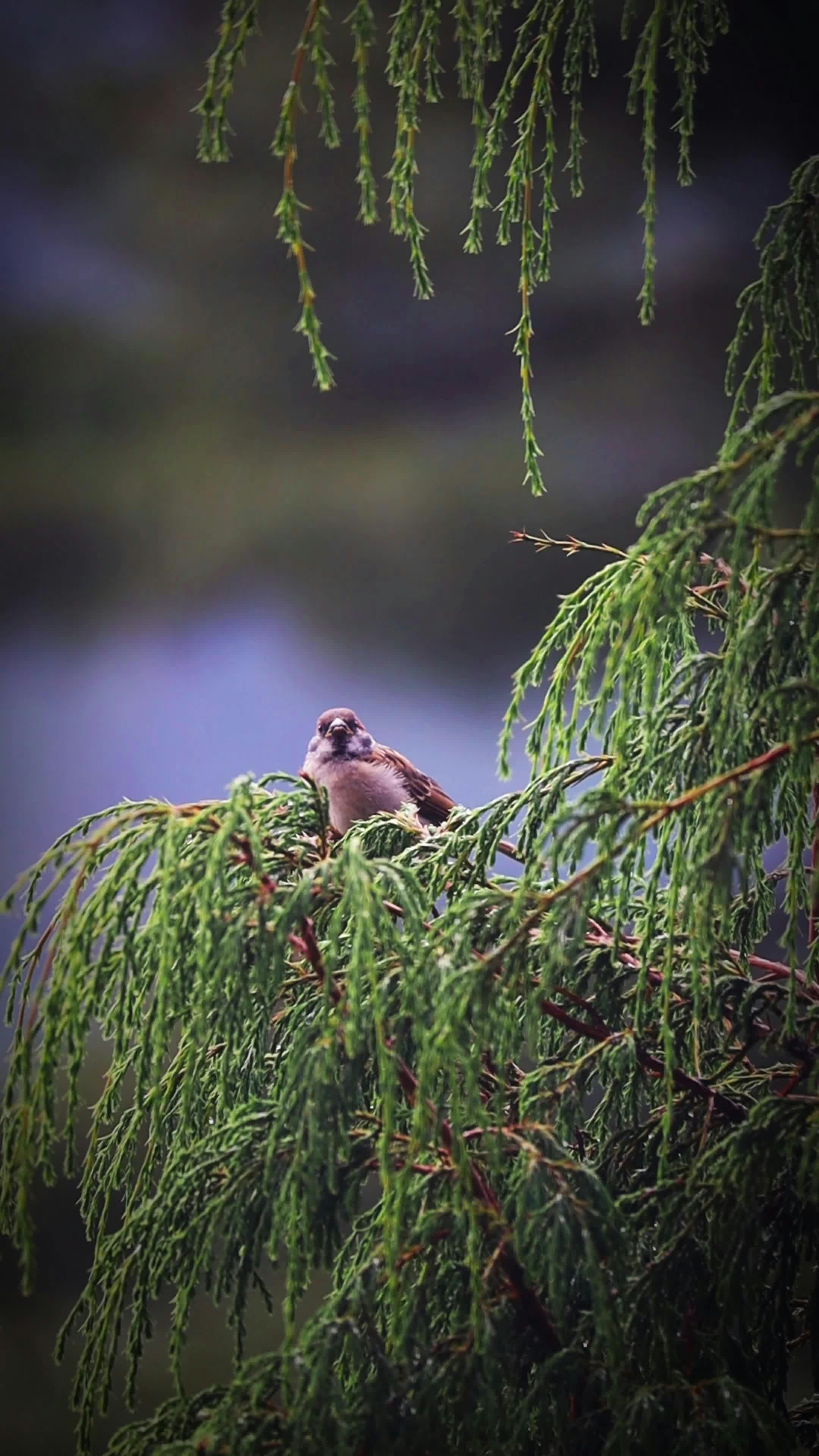 Maina Bird Videos, Download The BEST Free 4k Stock Video Footage ...