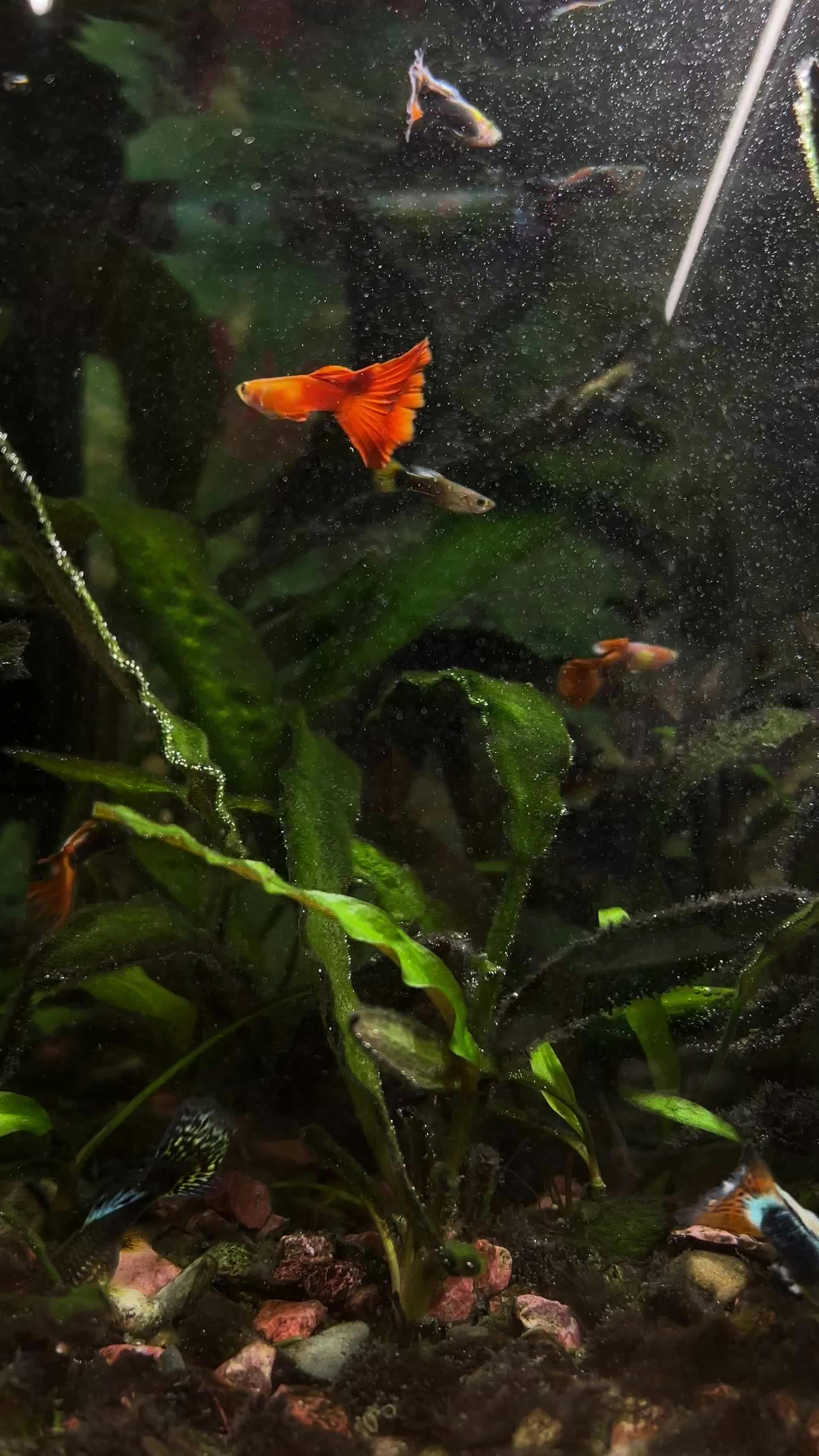 Tetra Fish Color Changing Videos, Download The BEST Free 4k Stock Video ...