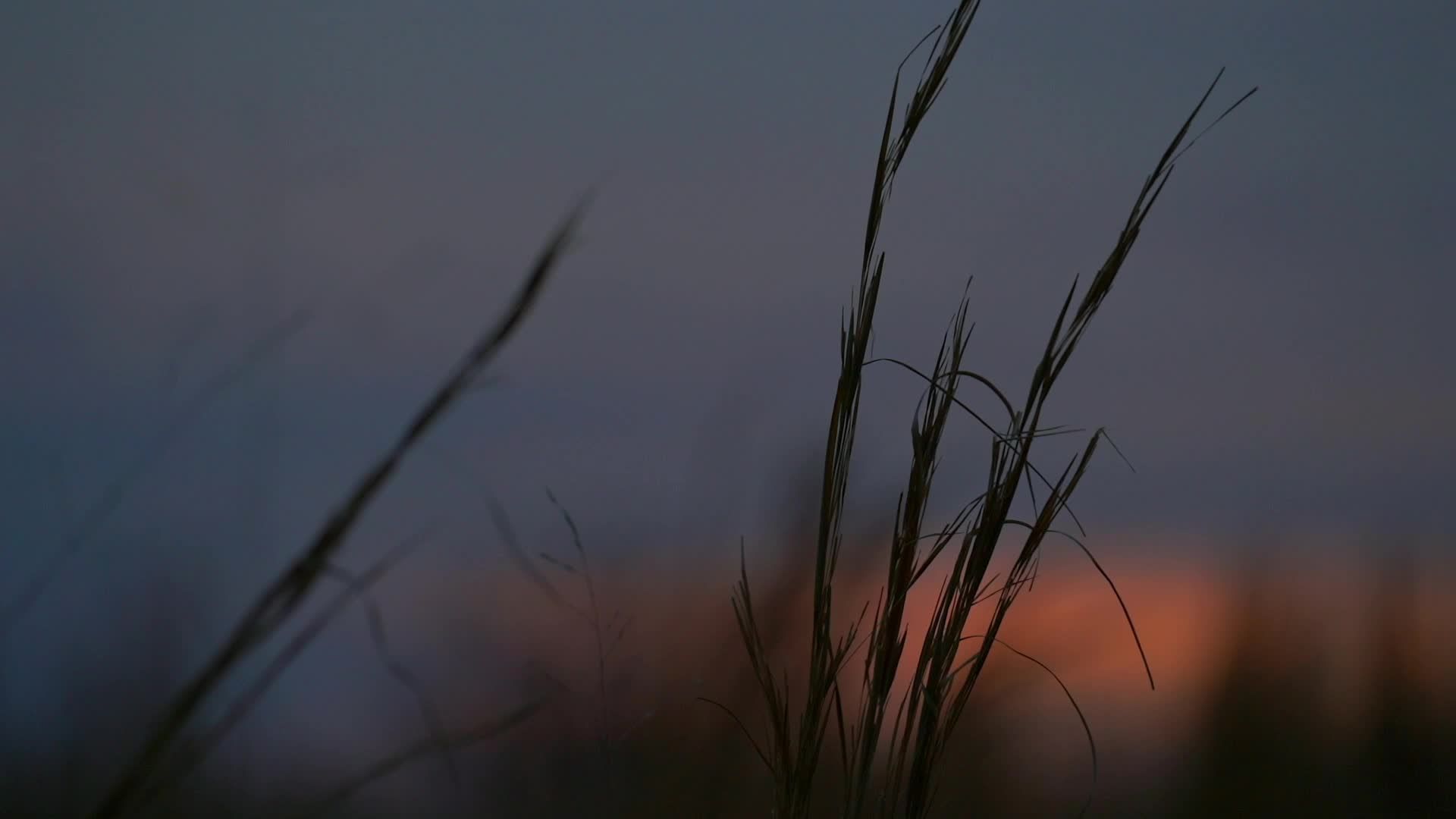 Silhouette of Grass at Twilight Sunset Free Stock Video Footage ...