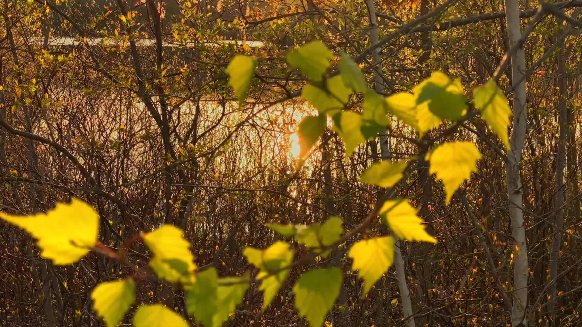 Peaceful Spring Morning in a Forest by a Lake Free Stock Video Footage ...