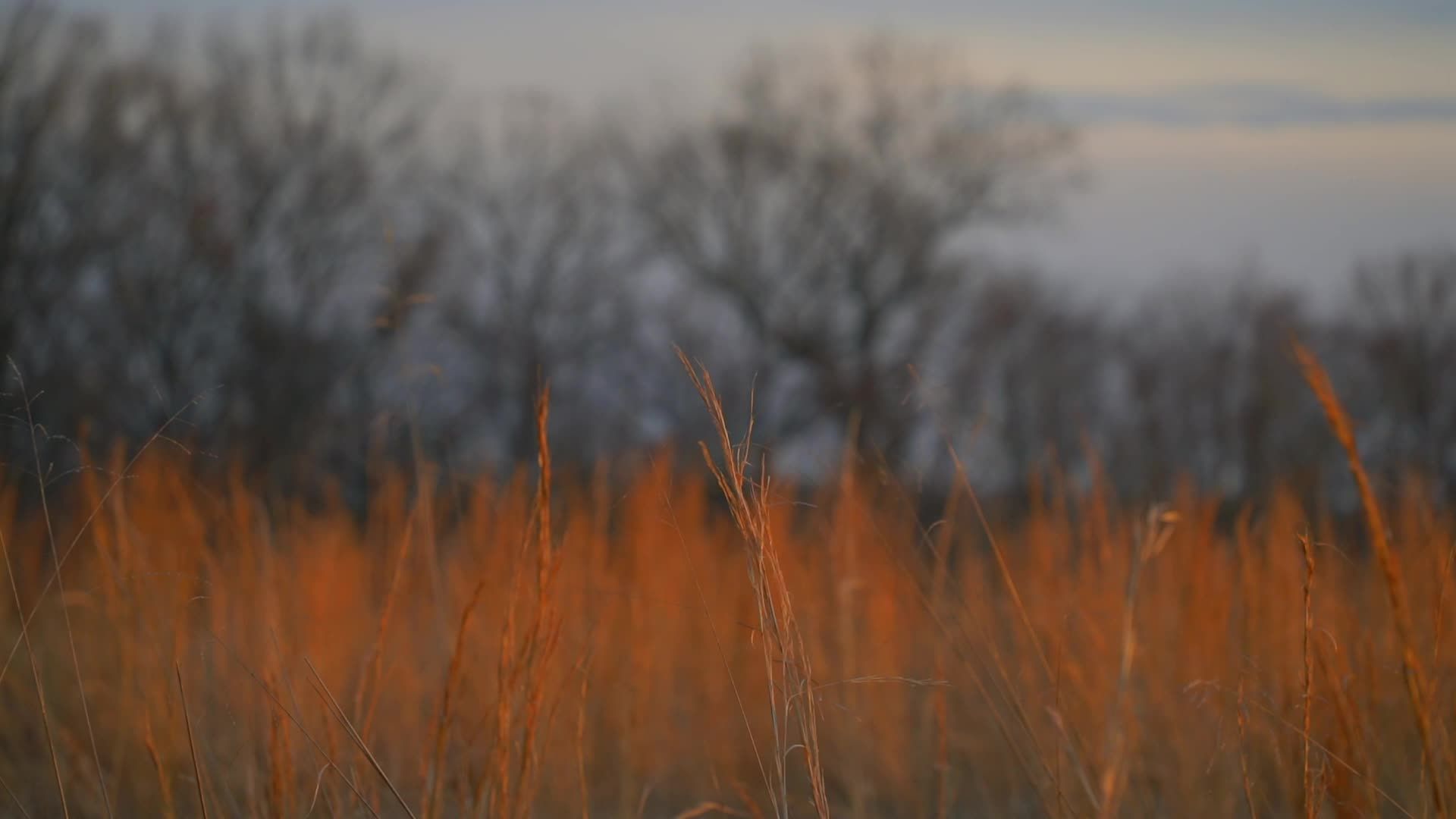 Nature By Night Videos, Download The BEST Free 4k Stock Video Footage ...