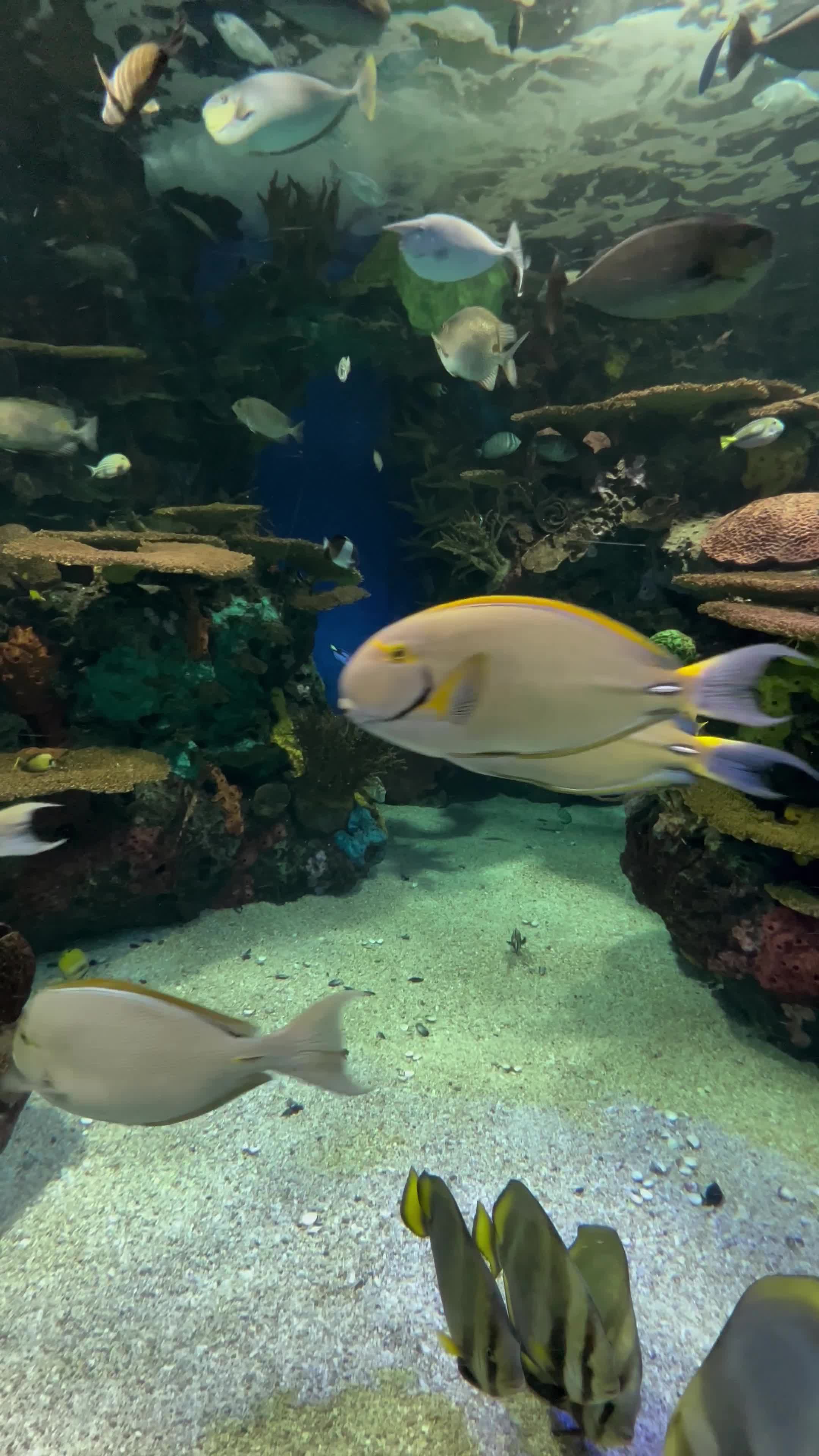 Vibrant Underwater Life in Aquarium Setting Free Stock Video Footage ...