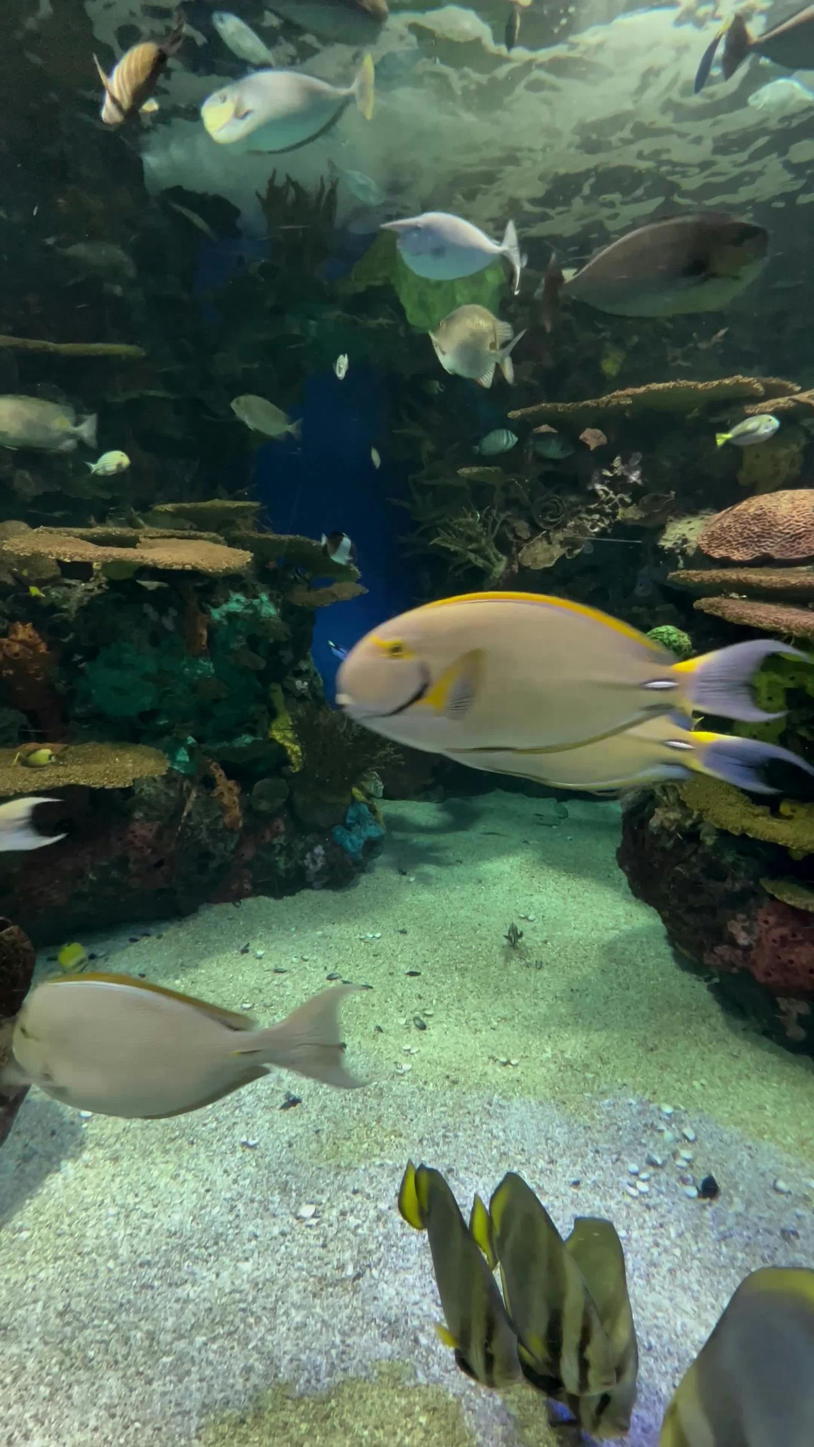 Aquarium Display Videos, Download The BEST Free 4k Stock Video Footage ...