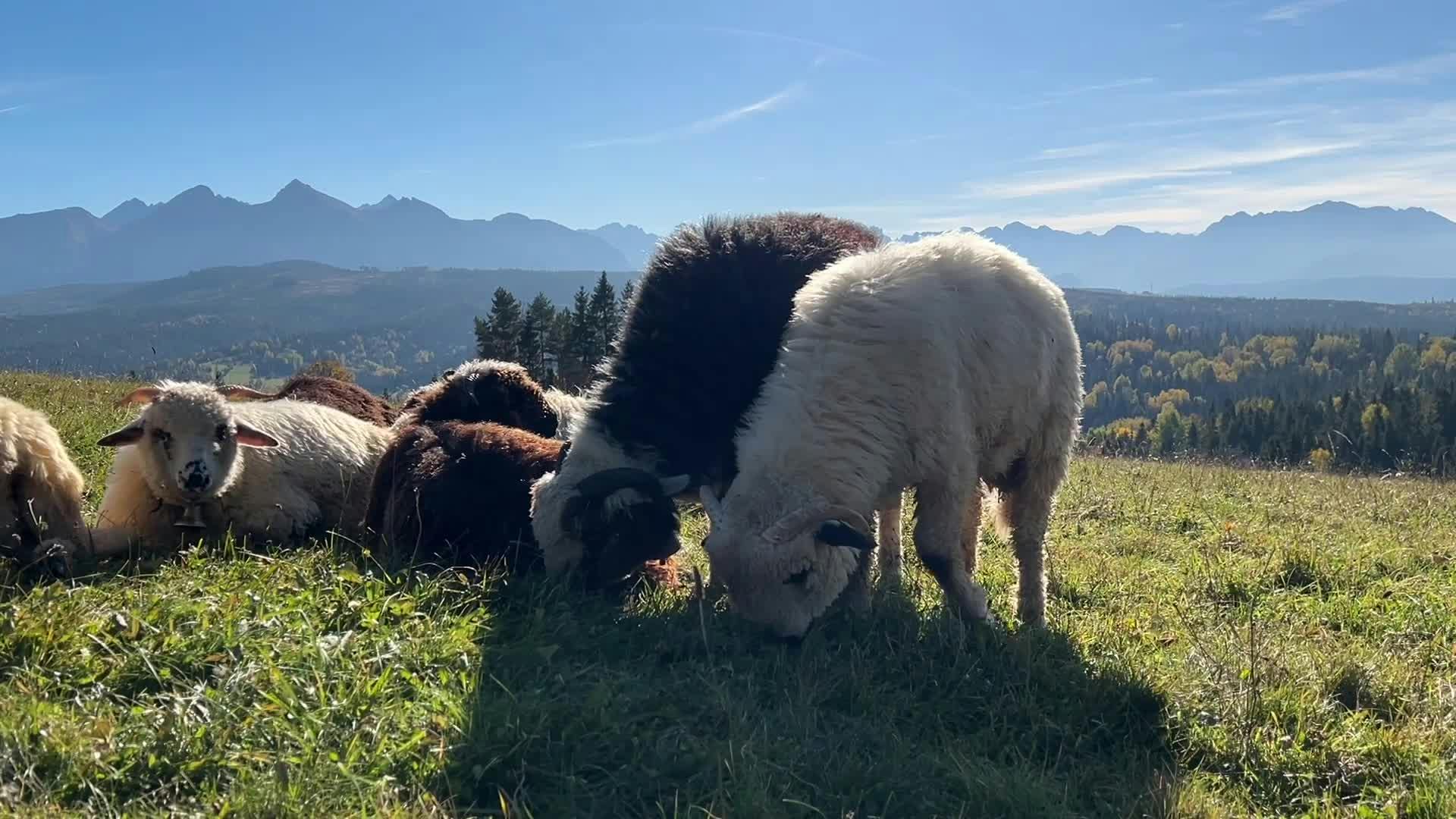 Tswana Sheep Videos, Download The BEST Free 4k Stock Video Footage ...