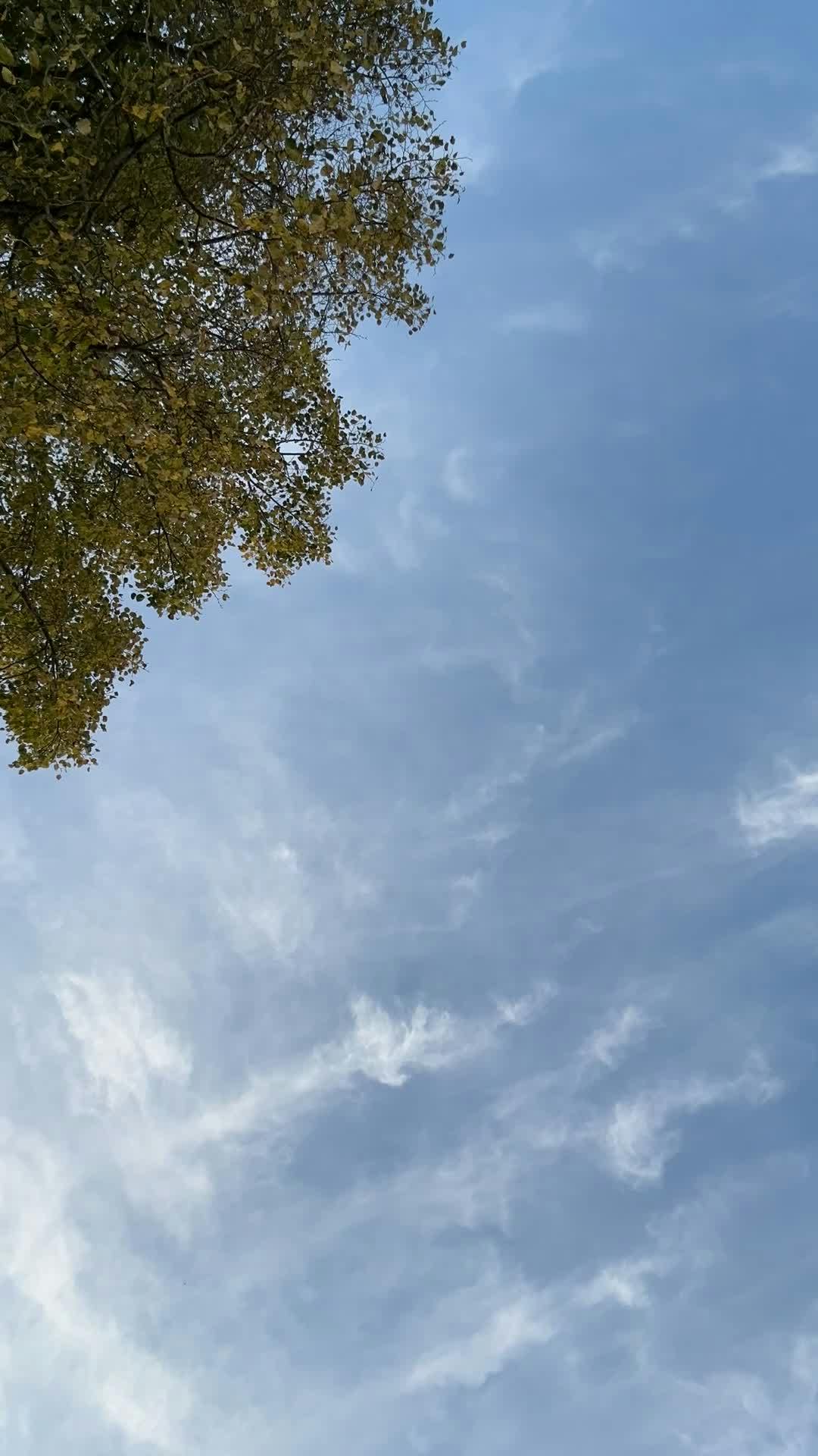Tranquil Blue Sky and Fluffy White Clouds Timelapse Free Stock Video ...