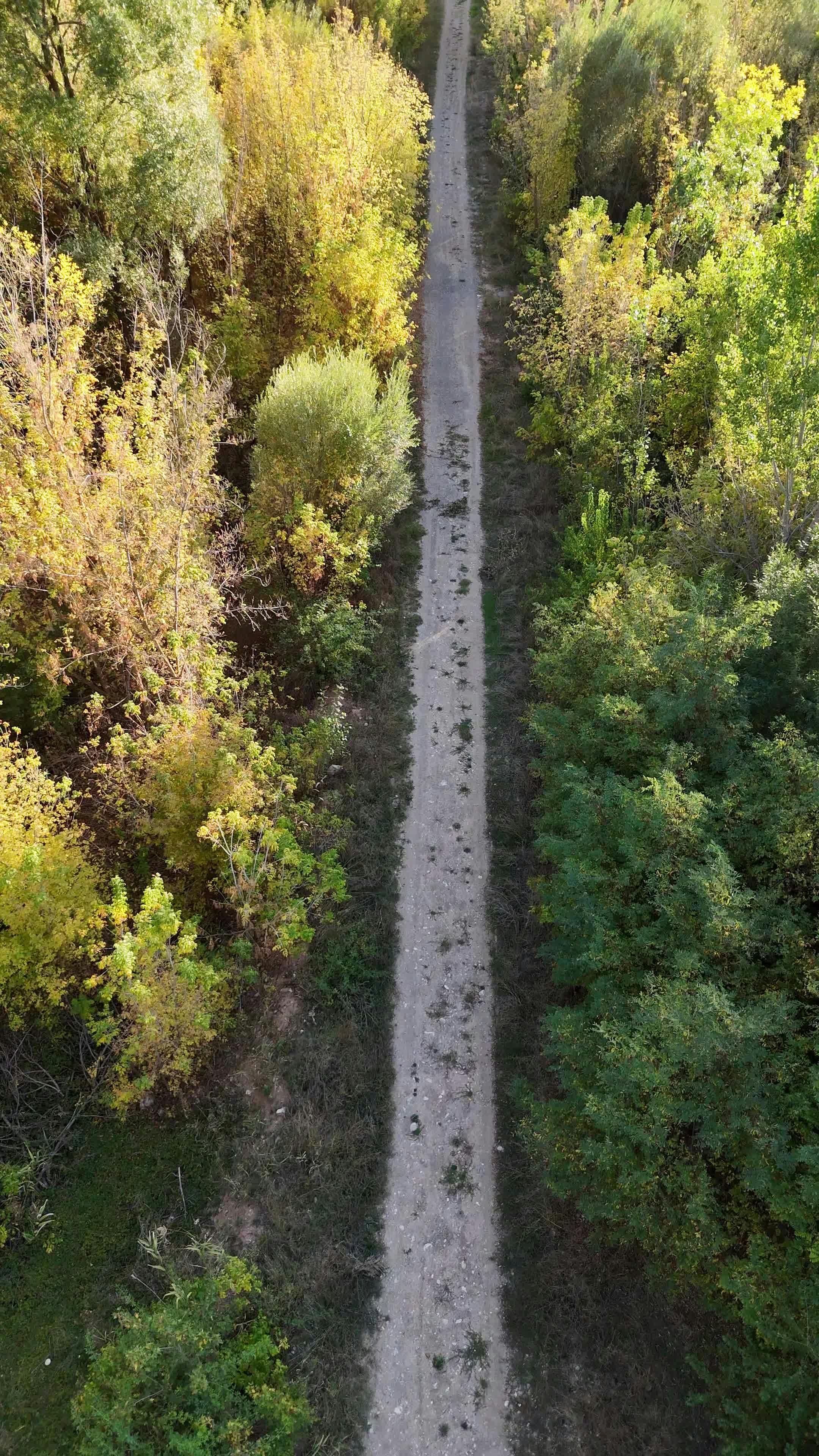 Forest Footpath Videos, Download The BEST Free 4k Stock Video Footage ...