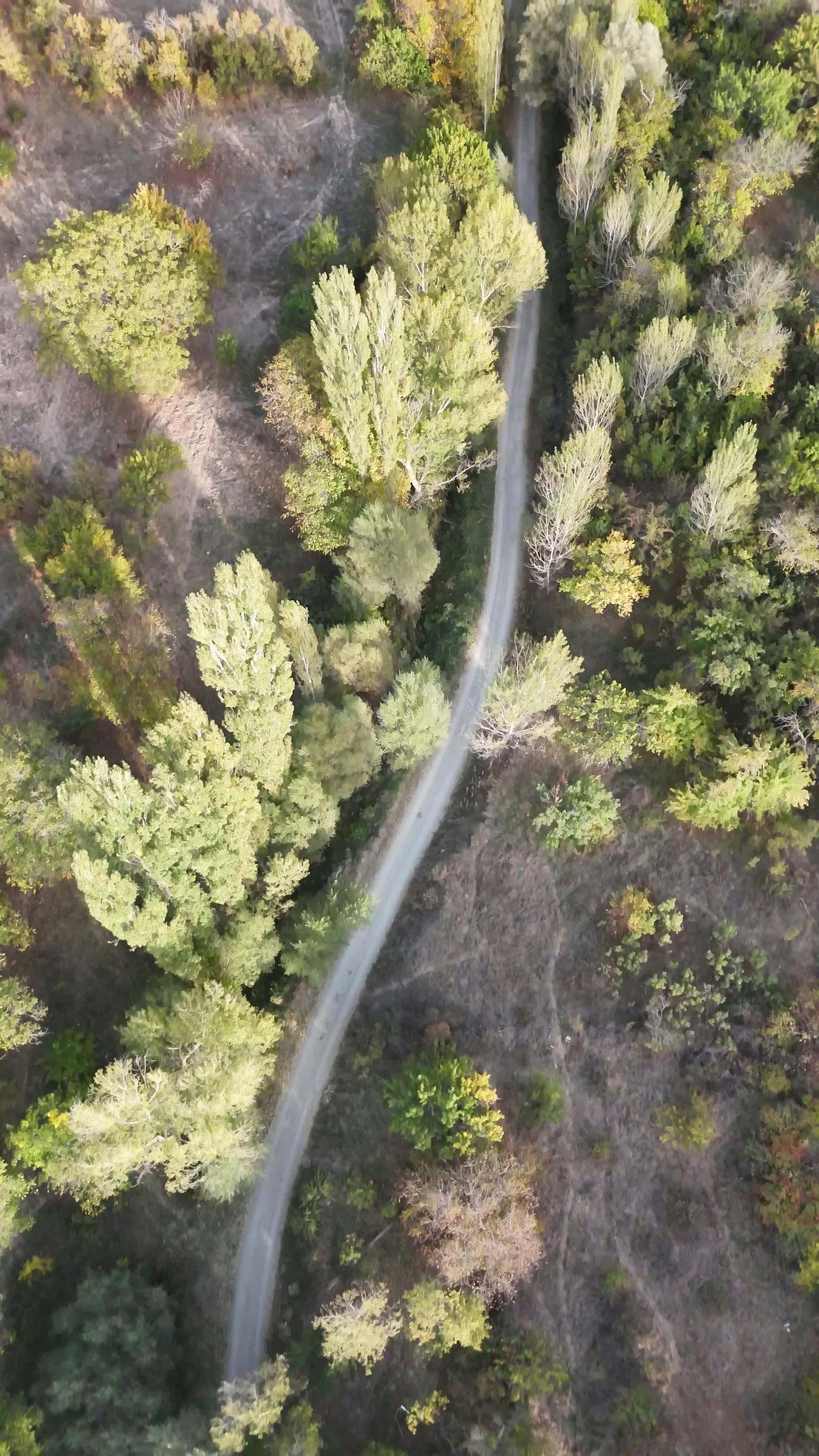 A Road Cuts Through A Forest Free Stock Video Footage, Royalty-Free 4K ...