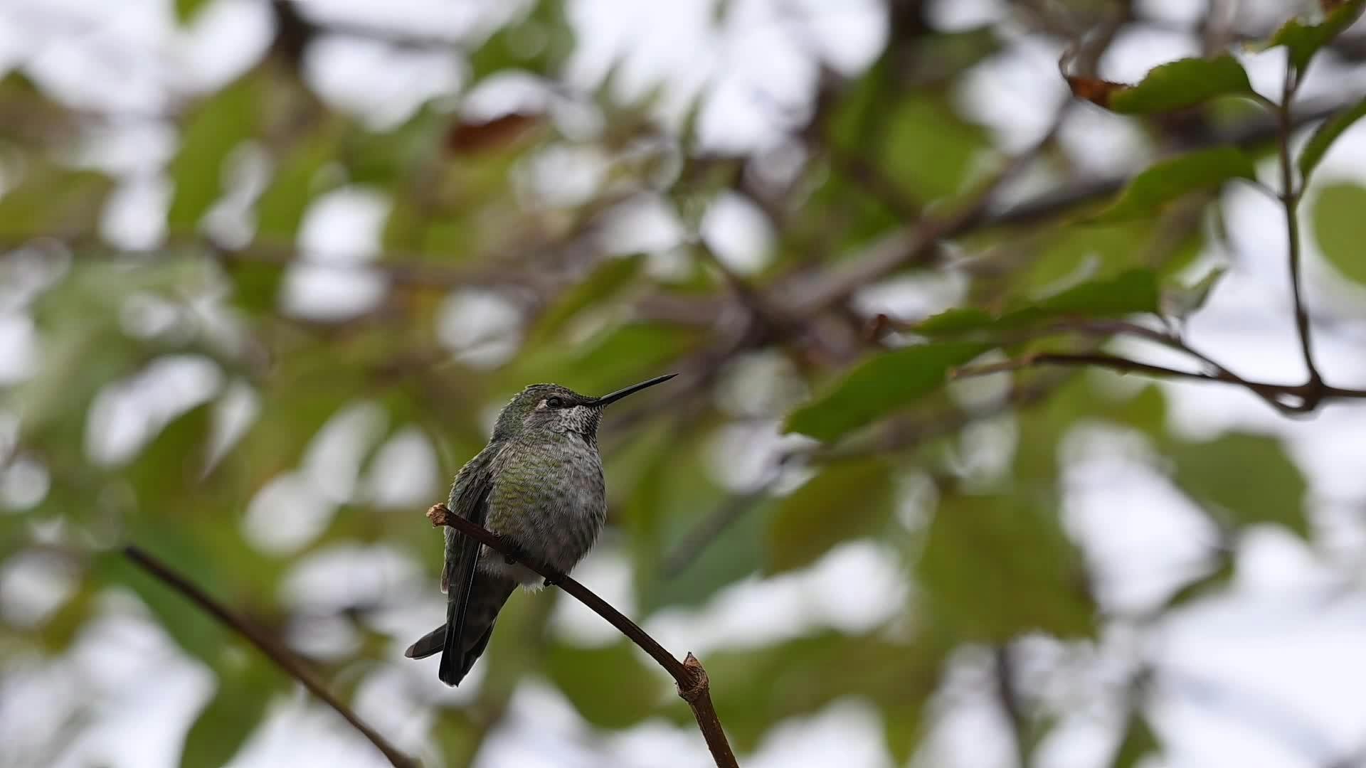 Vídeos de stock gratuitos sobre al aire libre, animal, arbóreo, aves ...