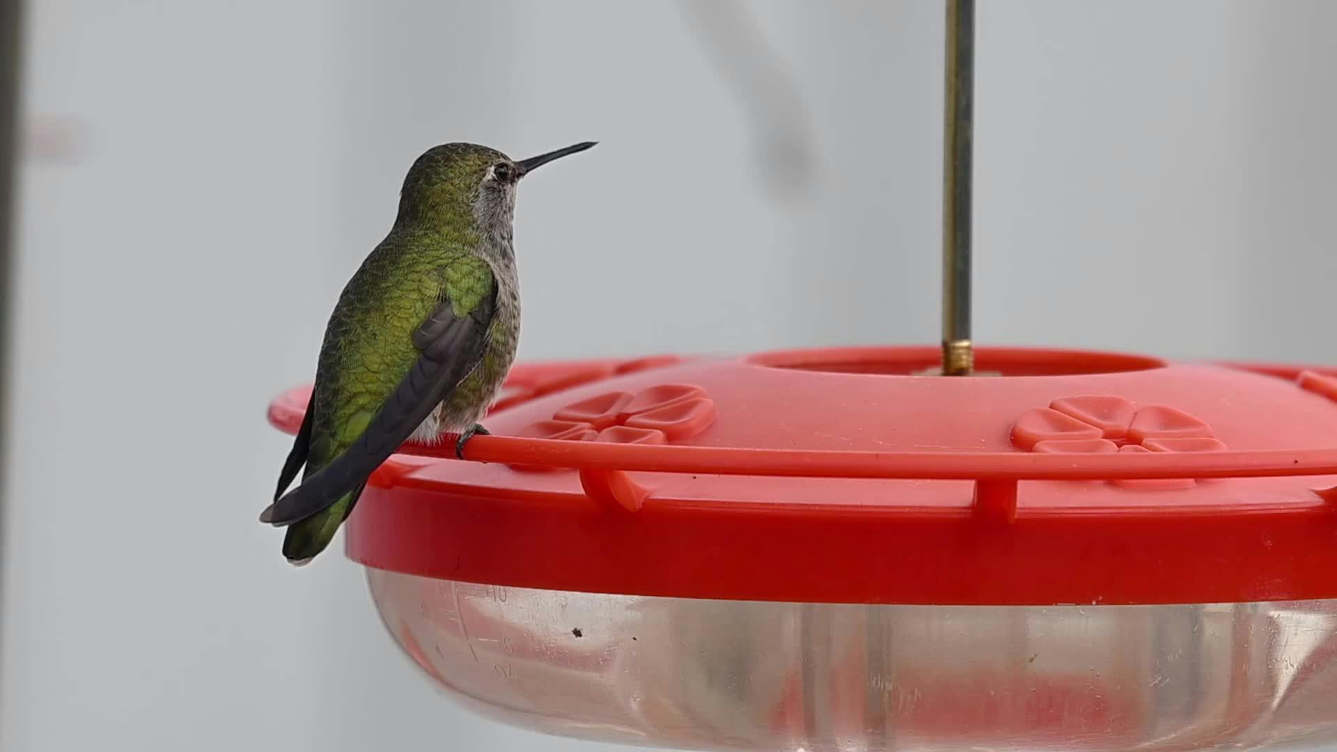 Slow Motion Footage Of A Hummingbird"s Wings Flapping While Feeding ...