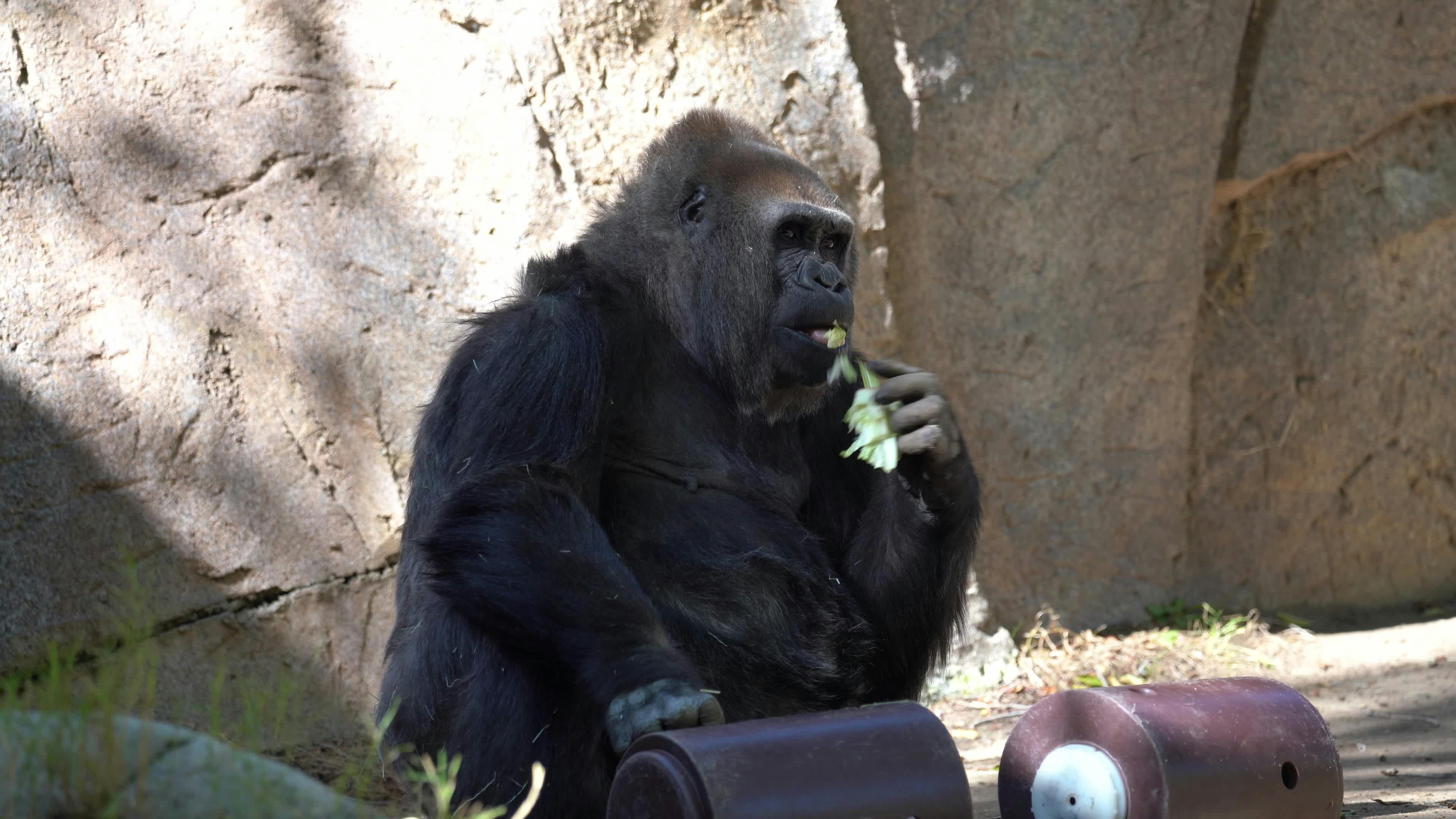 Gorilla Video Videos, Download The BEST Free 4k Stock Video Footage ...