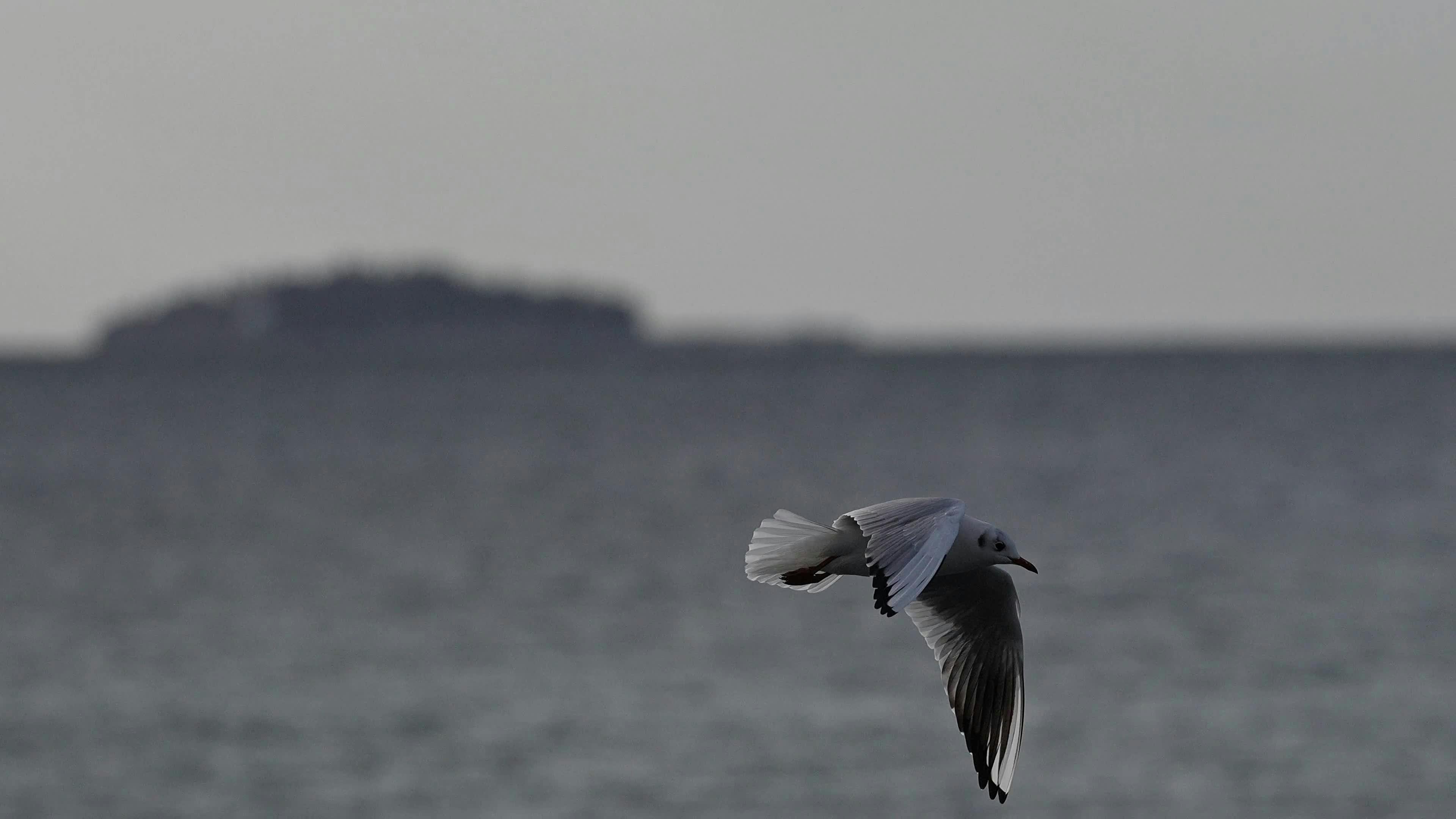 Statusrapporten Falke Gray Videos, Download The BEST Free 4k Stock ...