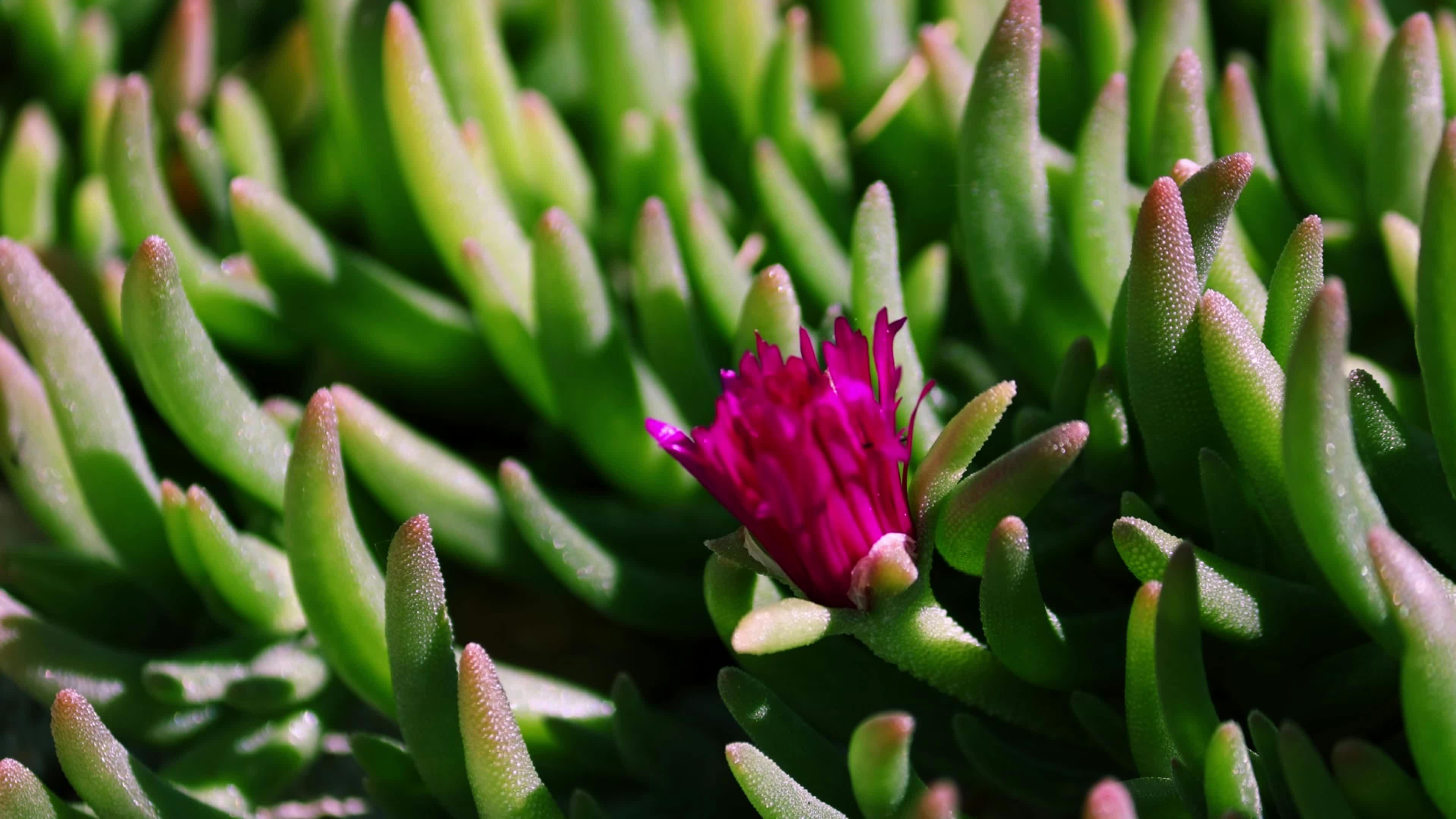 Vibrant Pink Flower Blooming Time-lapse Free Stock Video Footage ...