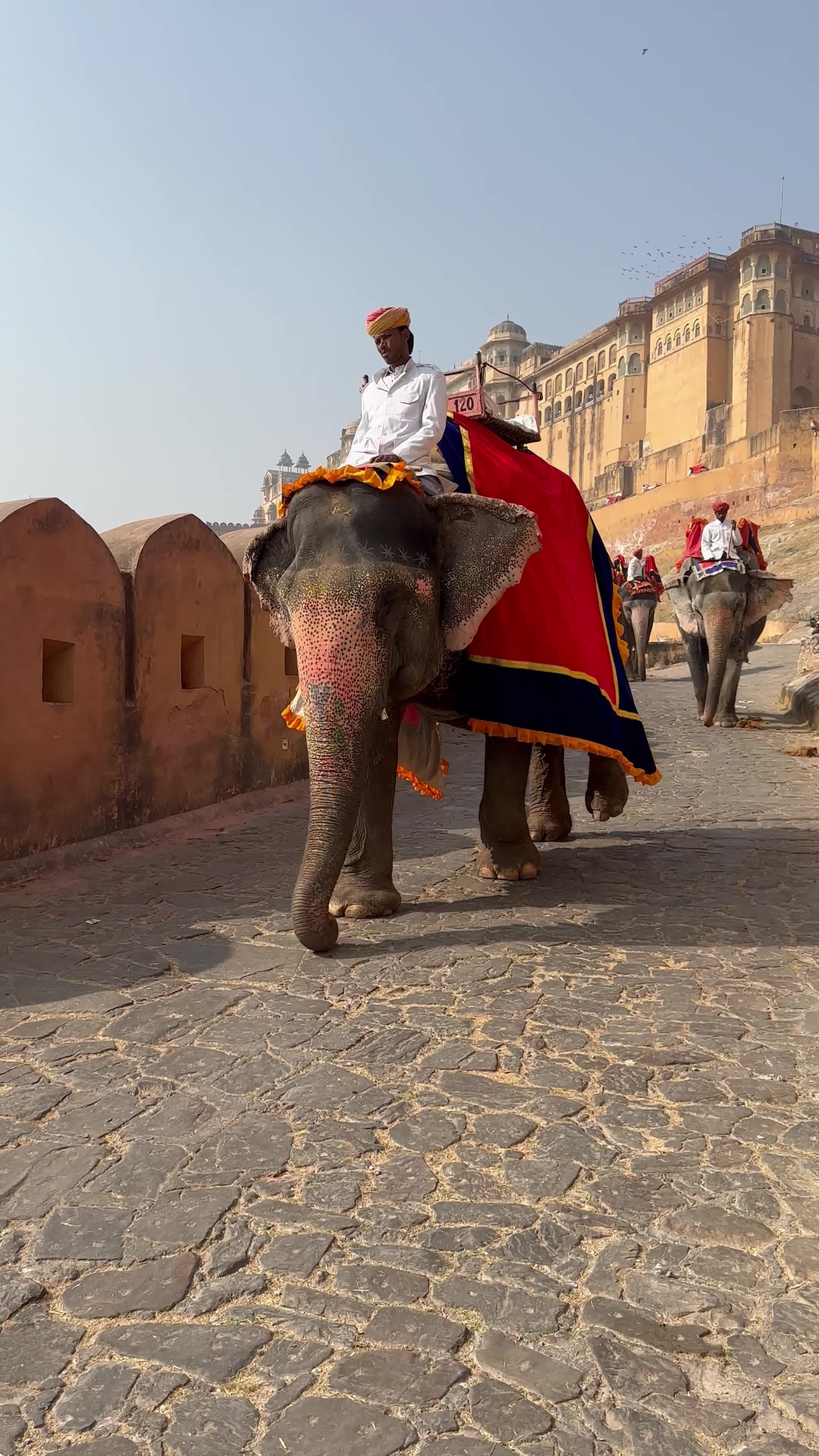Indian Elephant Videos, Download The BEST Free 4k Stock Video Footage ...