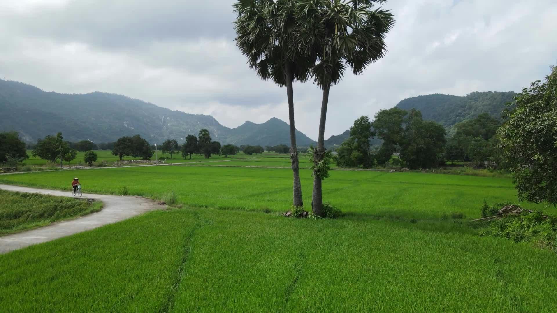 Lush Green Rice Fields with Scenic Mountain Views Free Stock Video ...