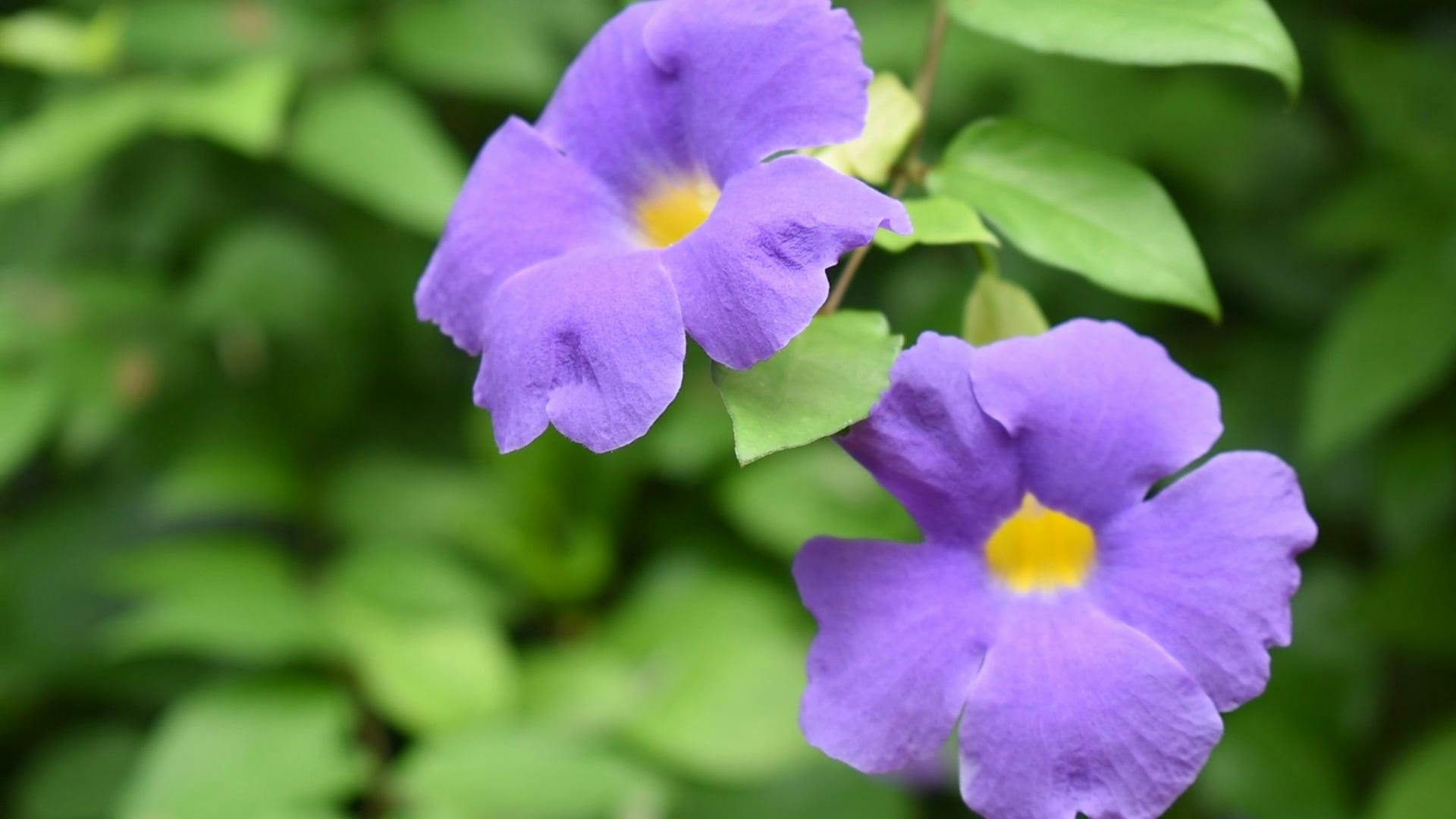 Close-up footage Of Violet Flowers In Bloom Free Stock Video Footage ...