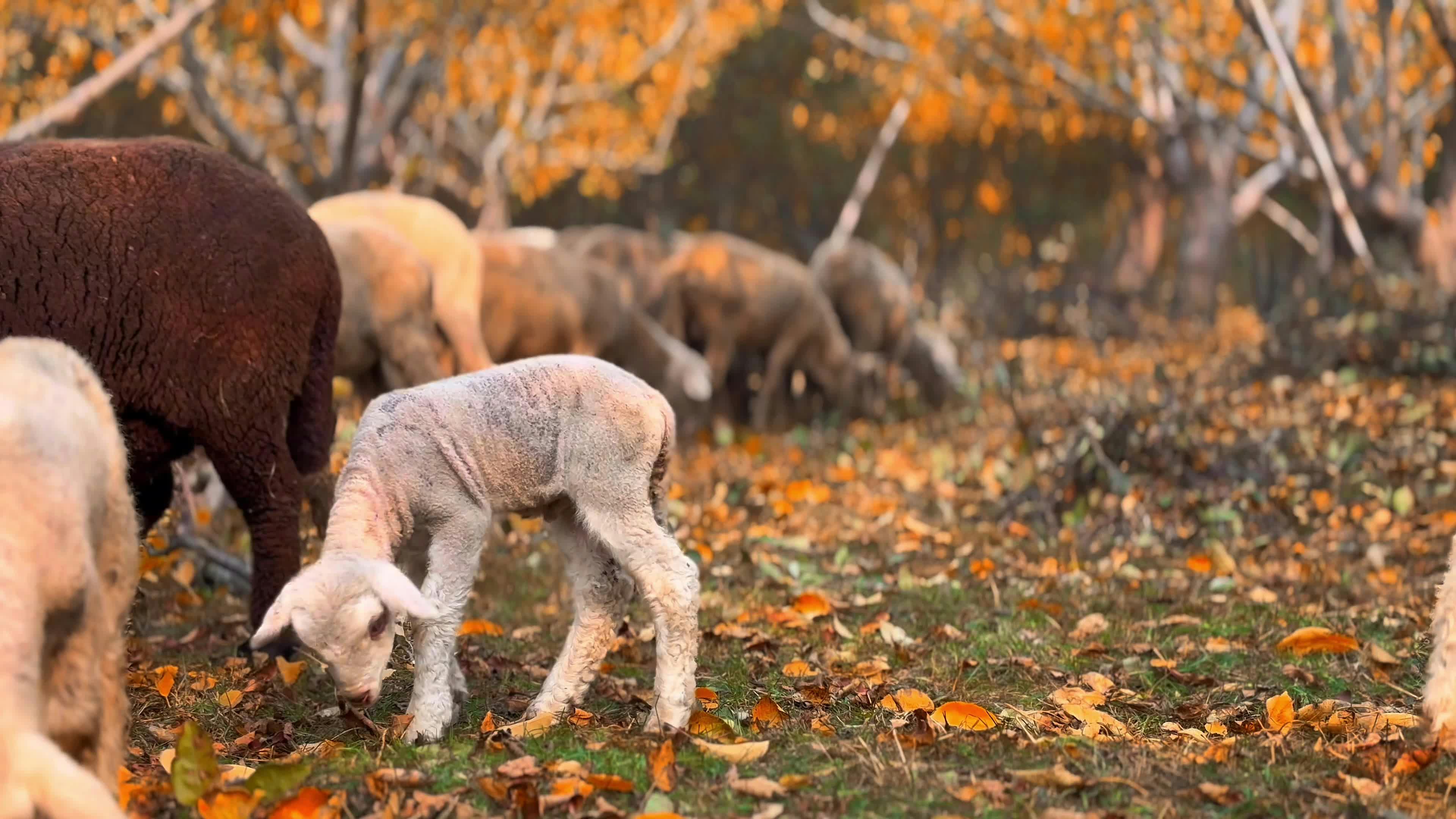 Seiyu Lamb Videos, Download The BEST Free 4k Stock Video Footage ...