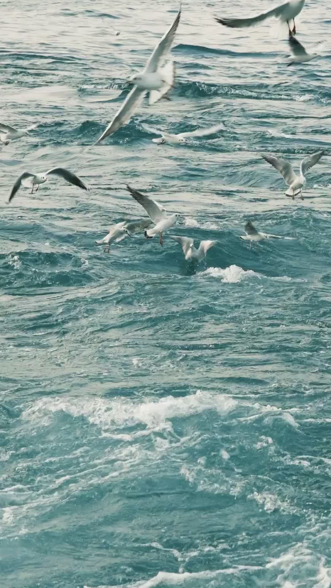 Seagulls Soaring Over Ocean Waves Free Stock Video Footage, Royalty ...