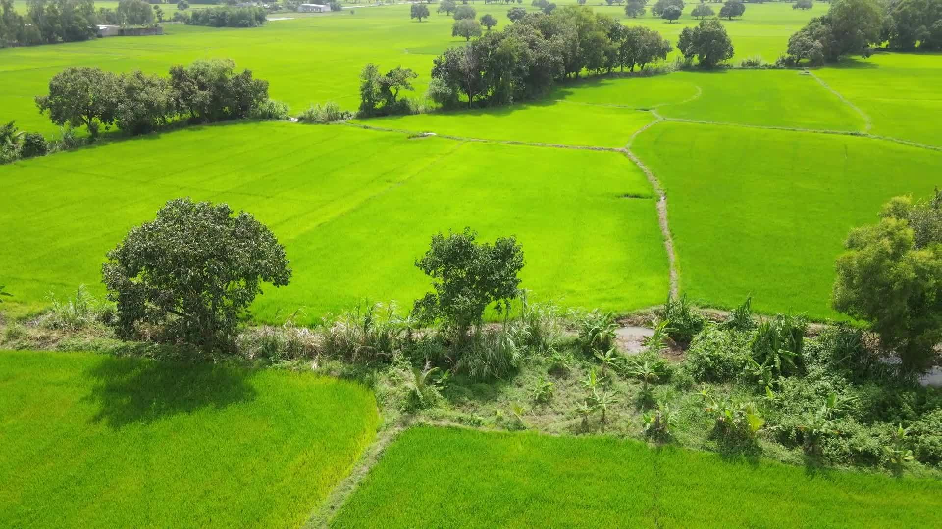 Lush Green Fields with Trees Aerial View Free Stock Video Footage ...