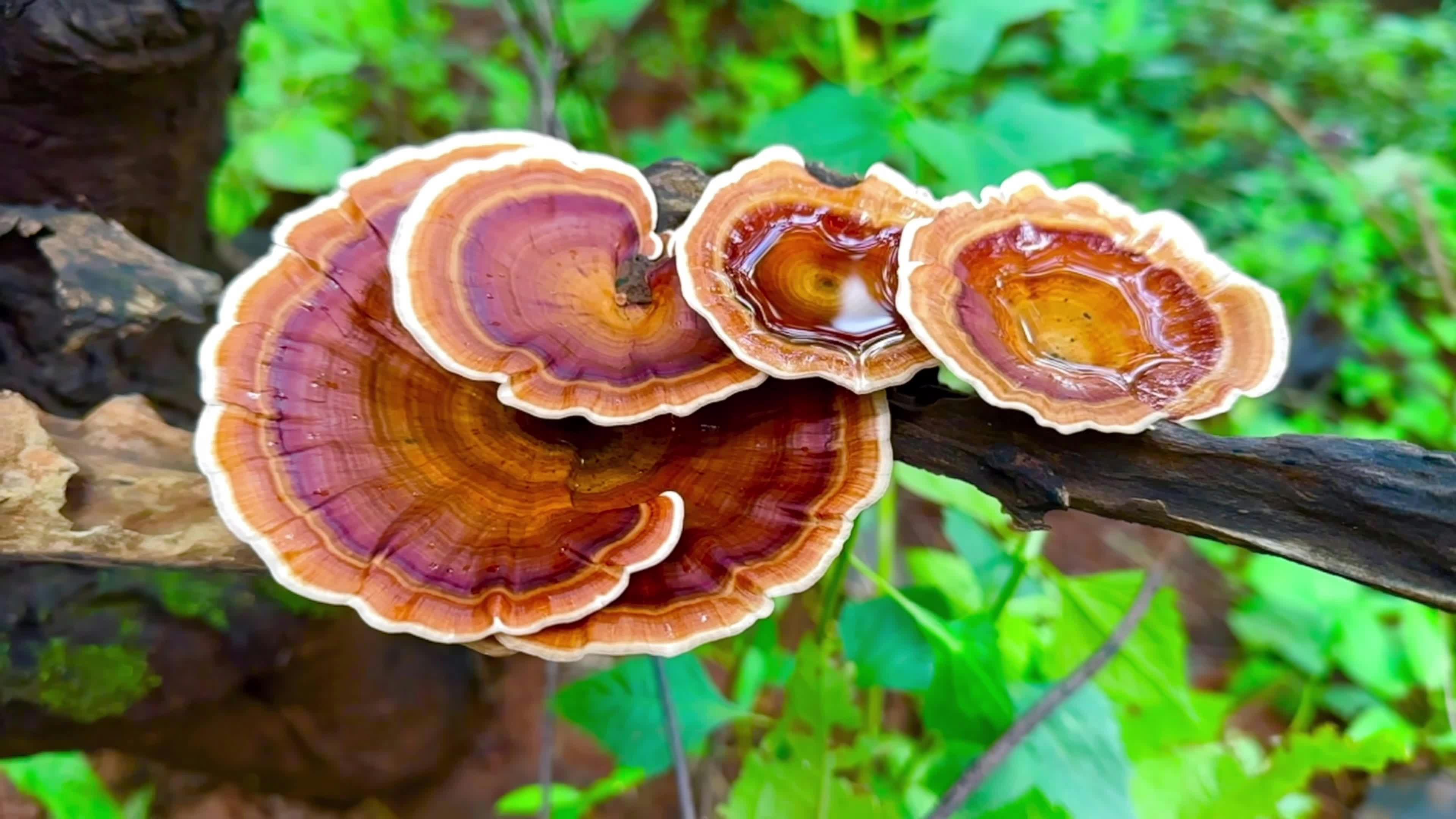 Vibrant Ganoderma Mushrooms on Forest Log Free Stock Video Footage ...