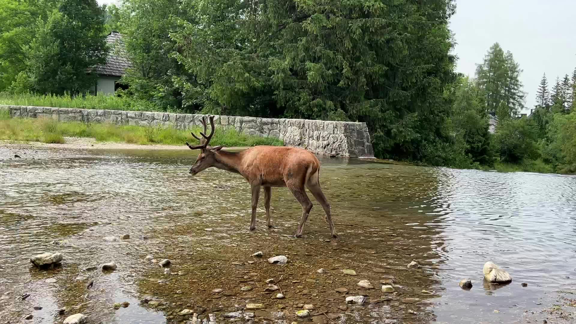 Roe Deer Bounding Across Green Meadow Free Stock Video Footage, Royalty ...